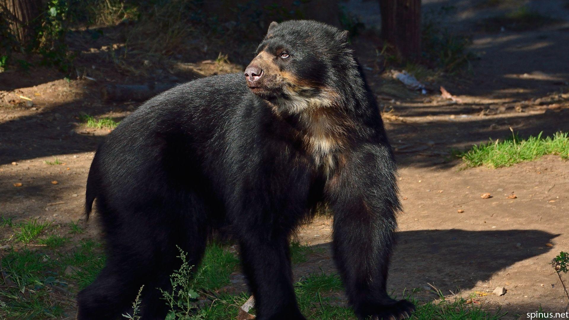 Spectacled Bear Wallpapers - Wallpaper Cave