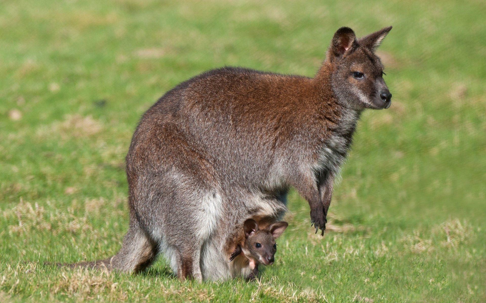 Wallaby Wallpapers - Wallpaper Cave
