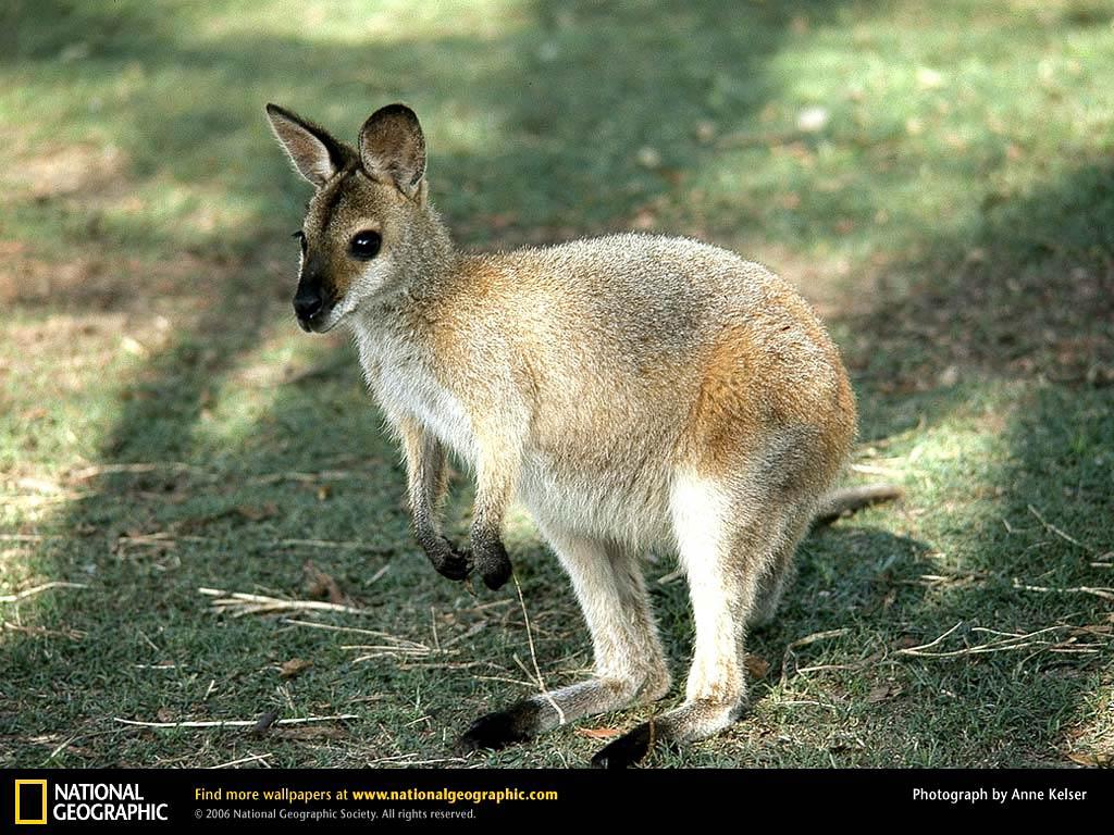 Wallaby Wallpapers - Wallpaper Cave