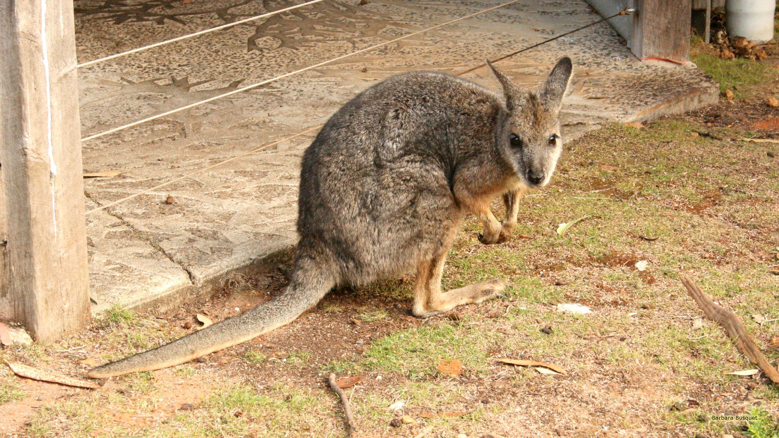 Wallaby Wallpapers - Wallpaper Cave