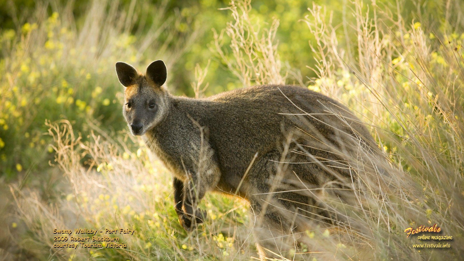 Wallaby Wallpapers - Wallpaper Cave