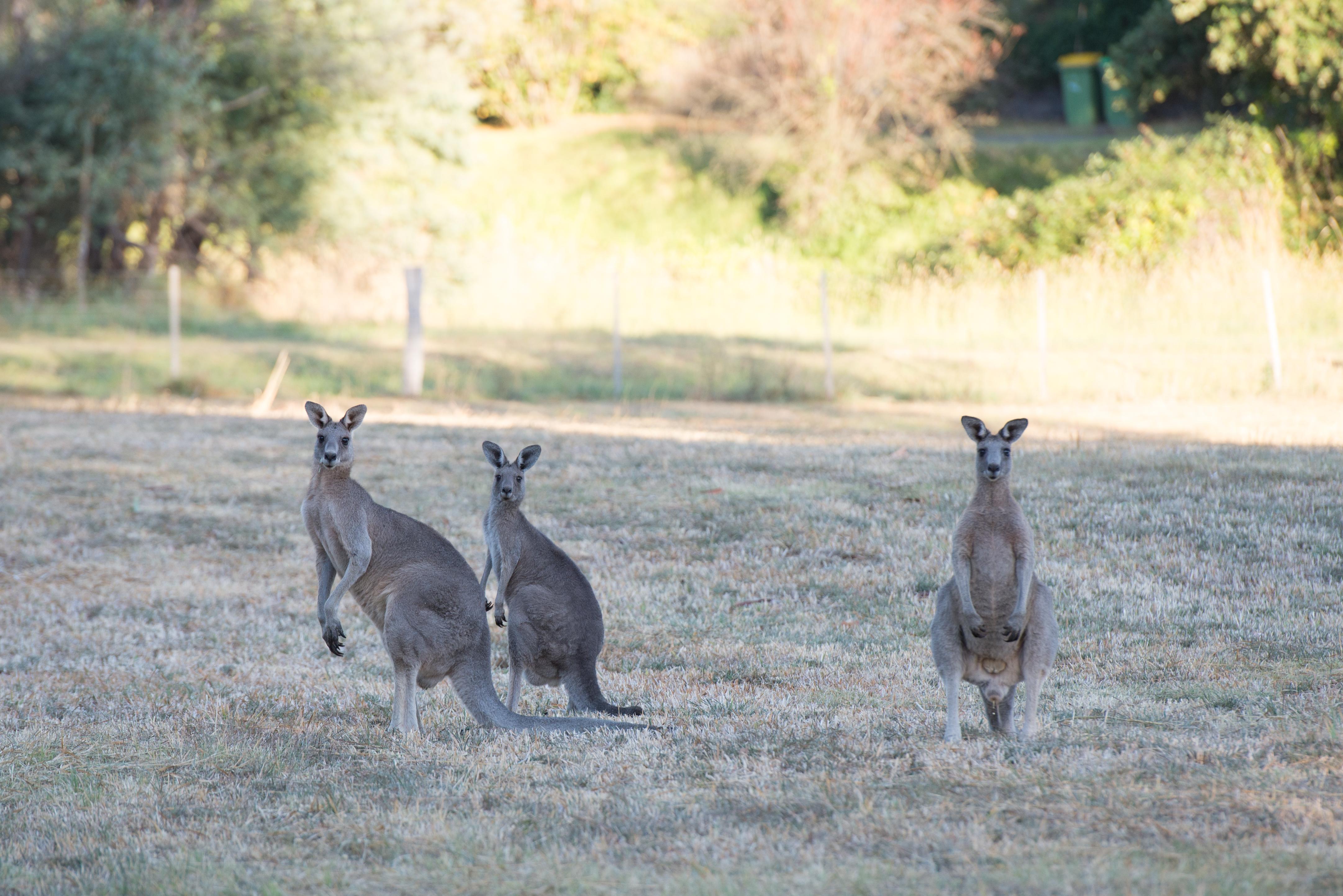 Wallaby Wallpapers - Wallpaper Cave