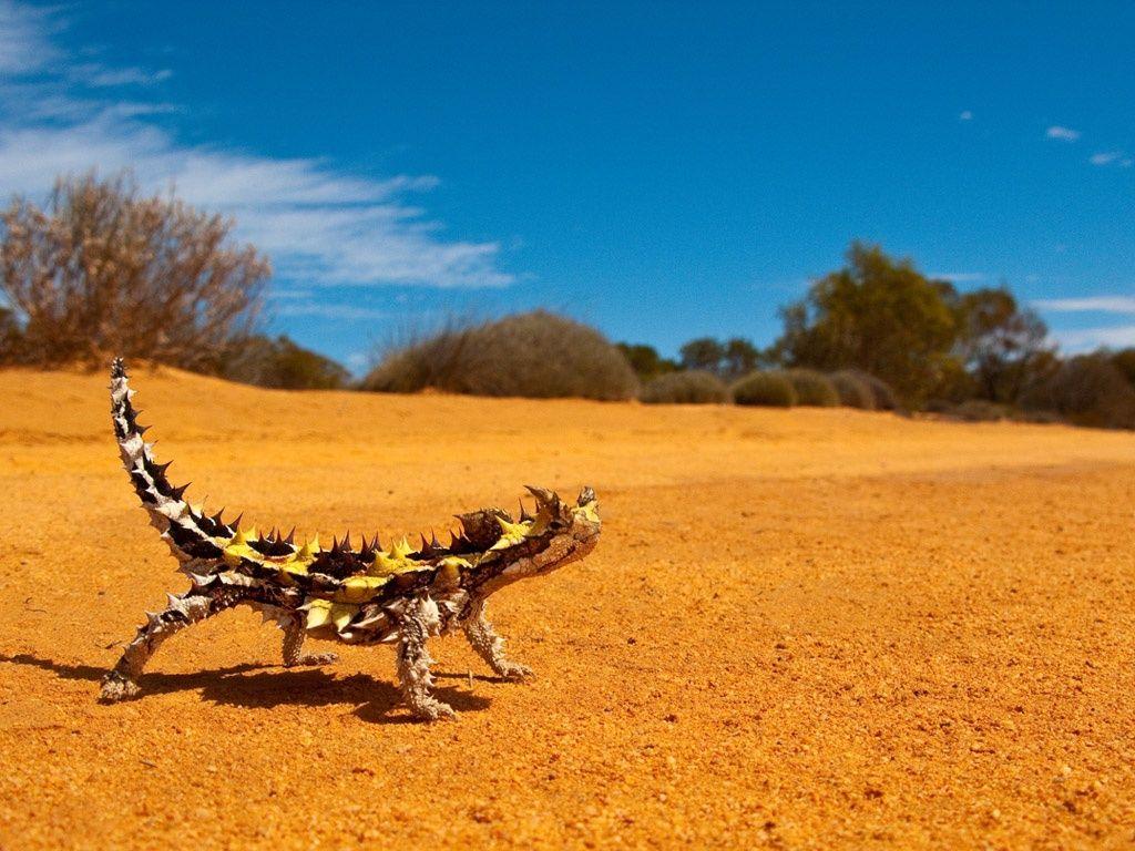 Thorny Devil Wallpapers - Wallpaper Cave