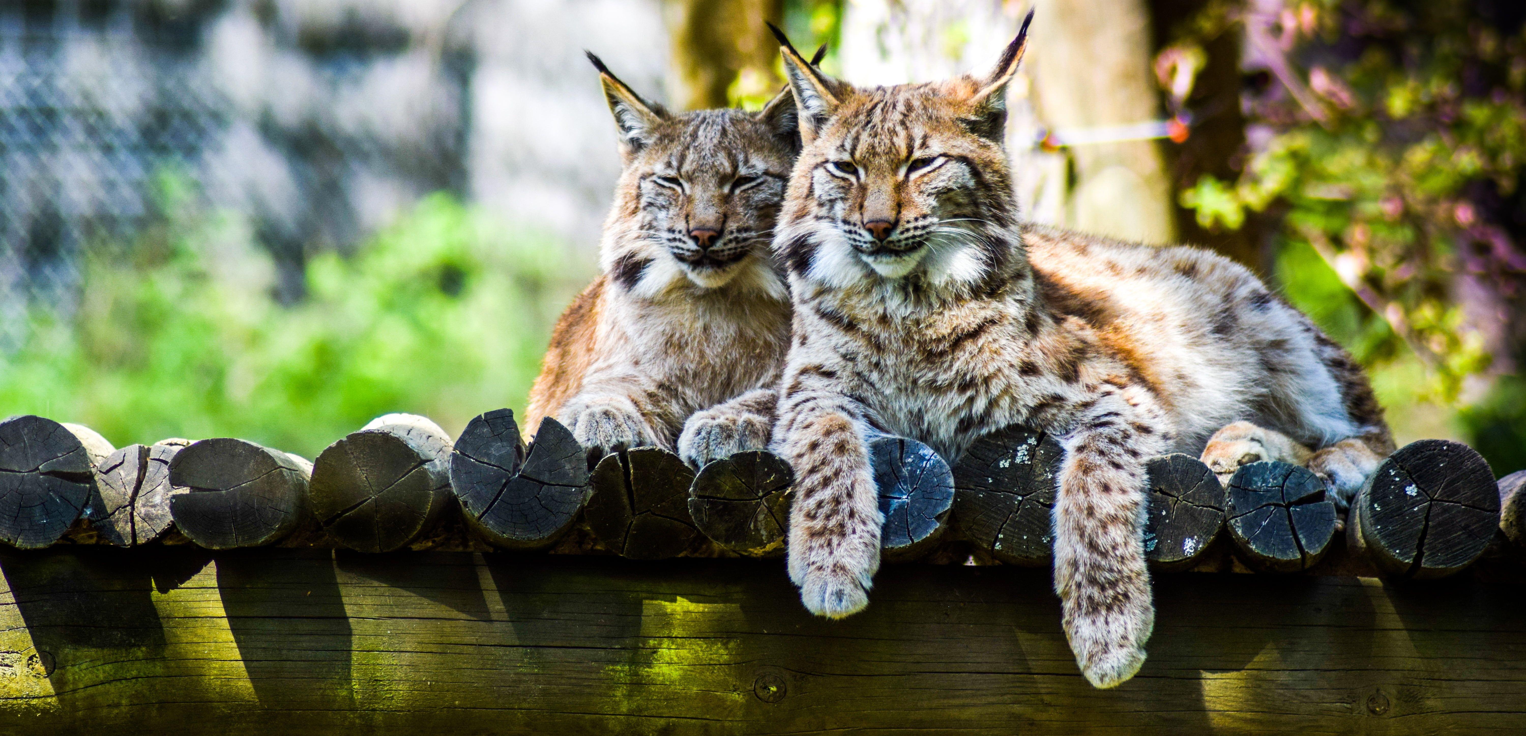 Lynxes Wallpapers - Wallpaper Cave