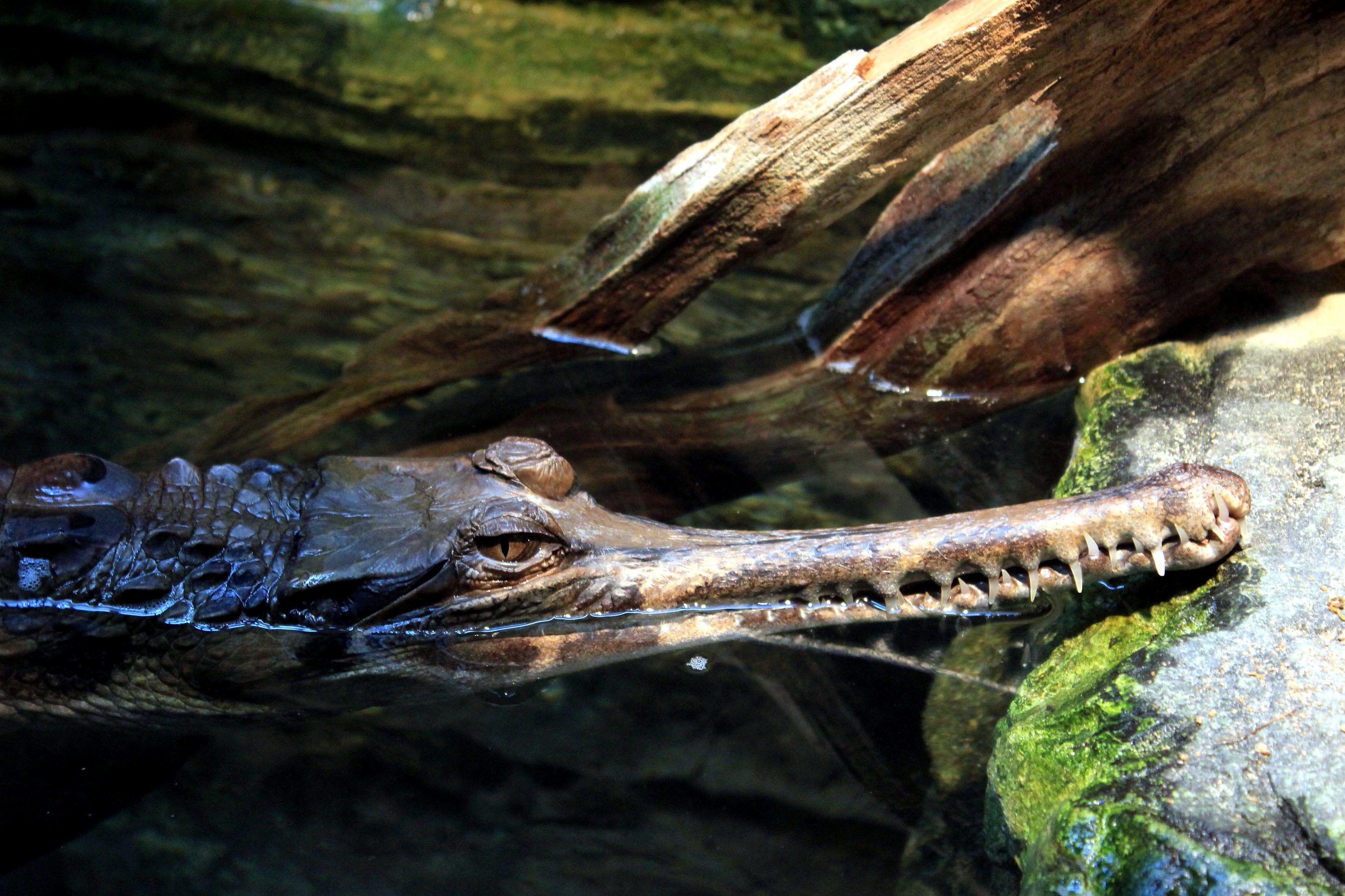 Gharial Wallpapers - Wallpaper Cave