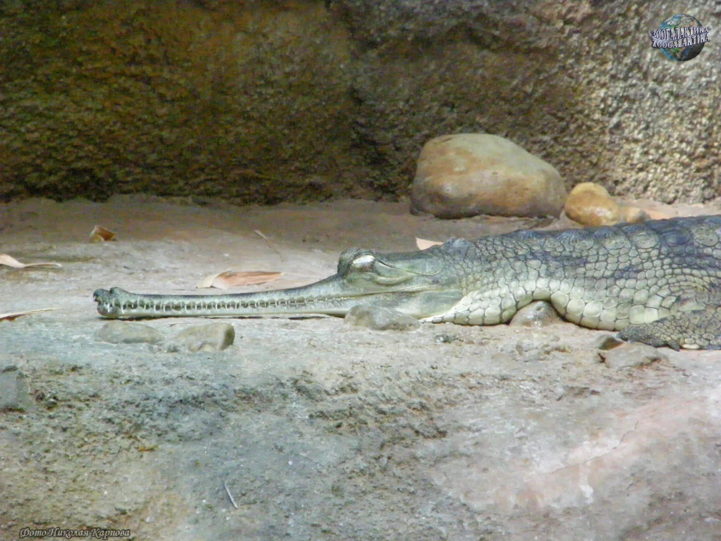 Gharial Wallpapers - Wallpaper Cave