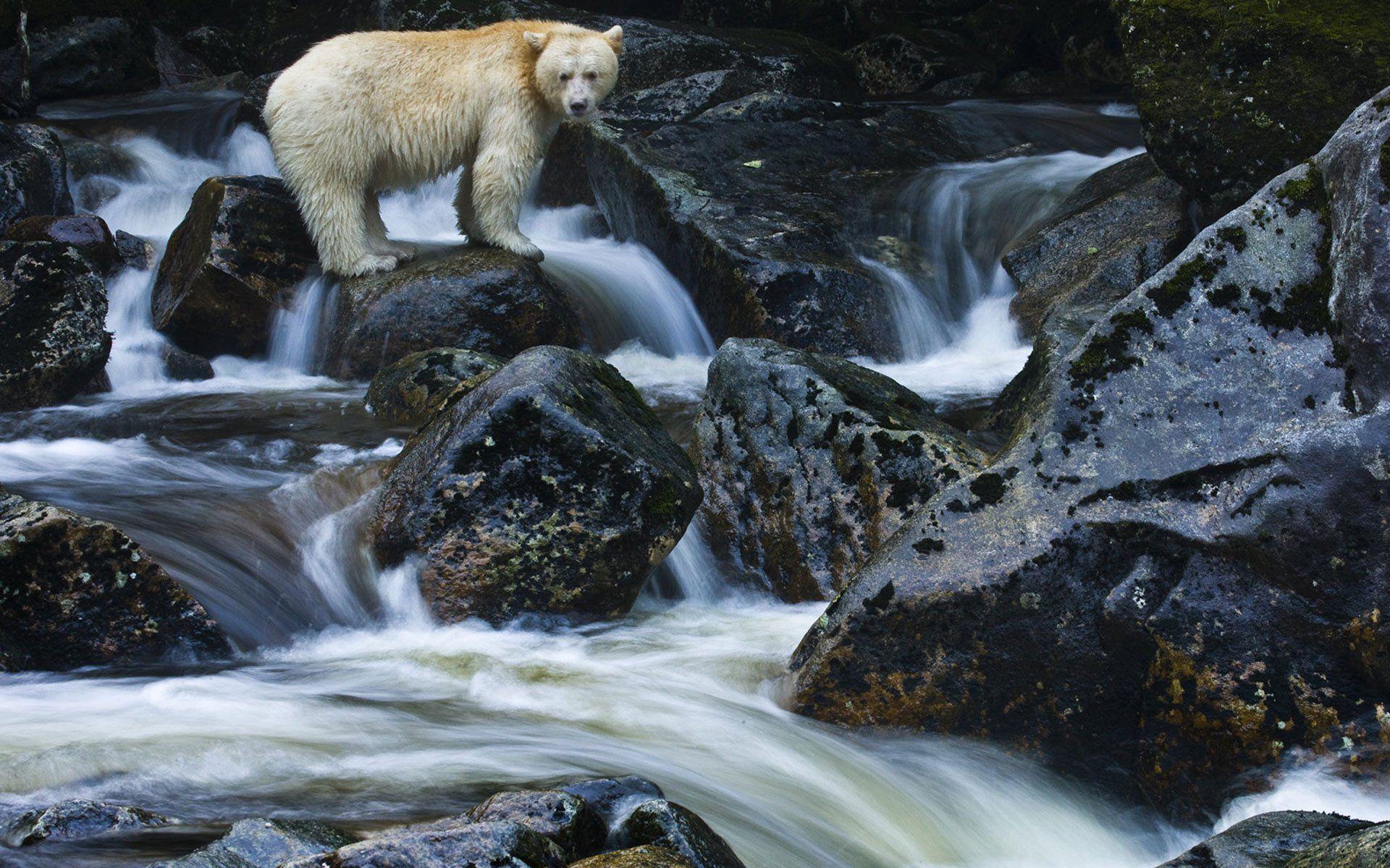Kermode Bear Wallpapers - Wallpaper Cave