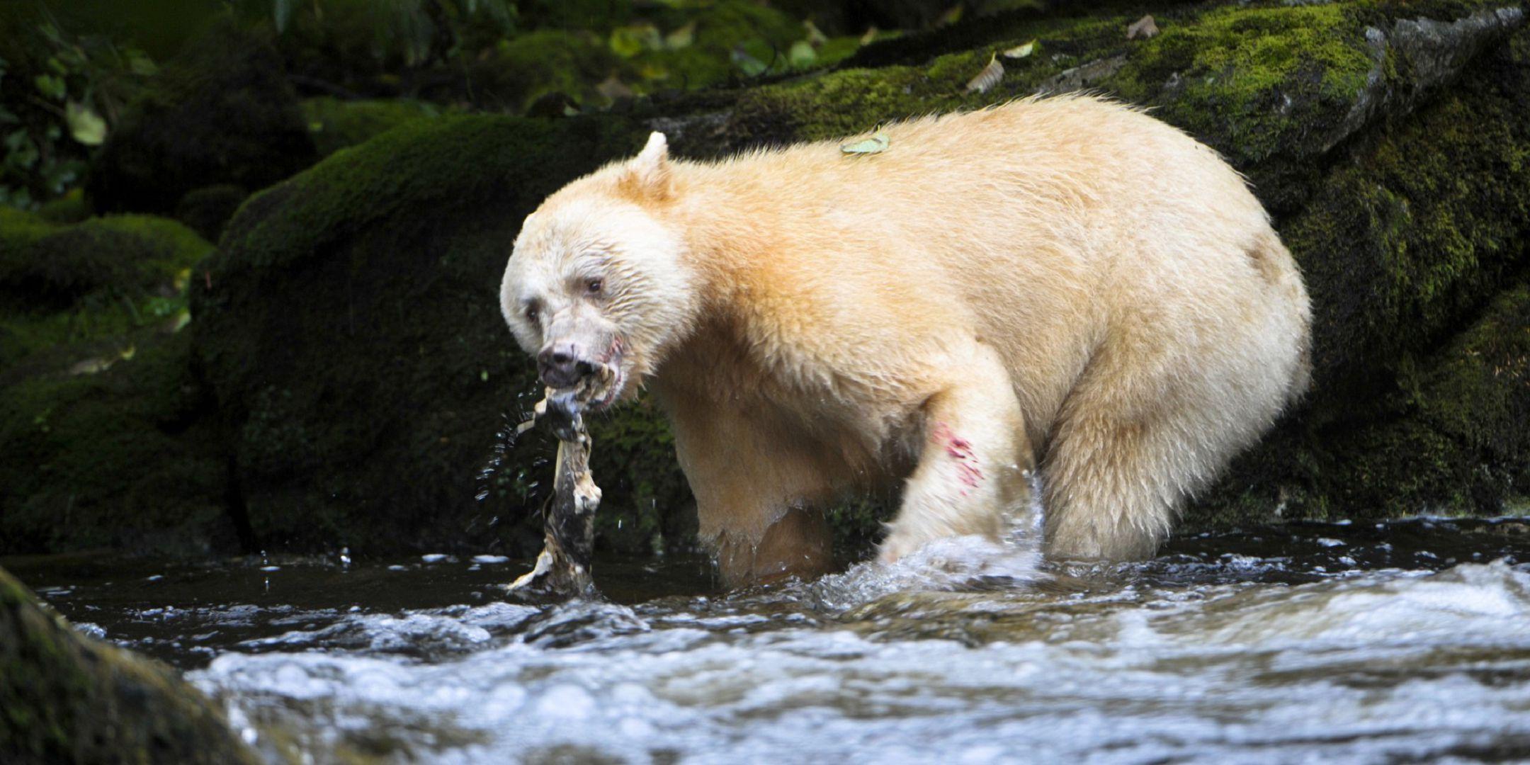 Kermode Bear Wallpapers - Wallpaper Cave