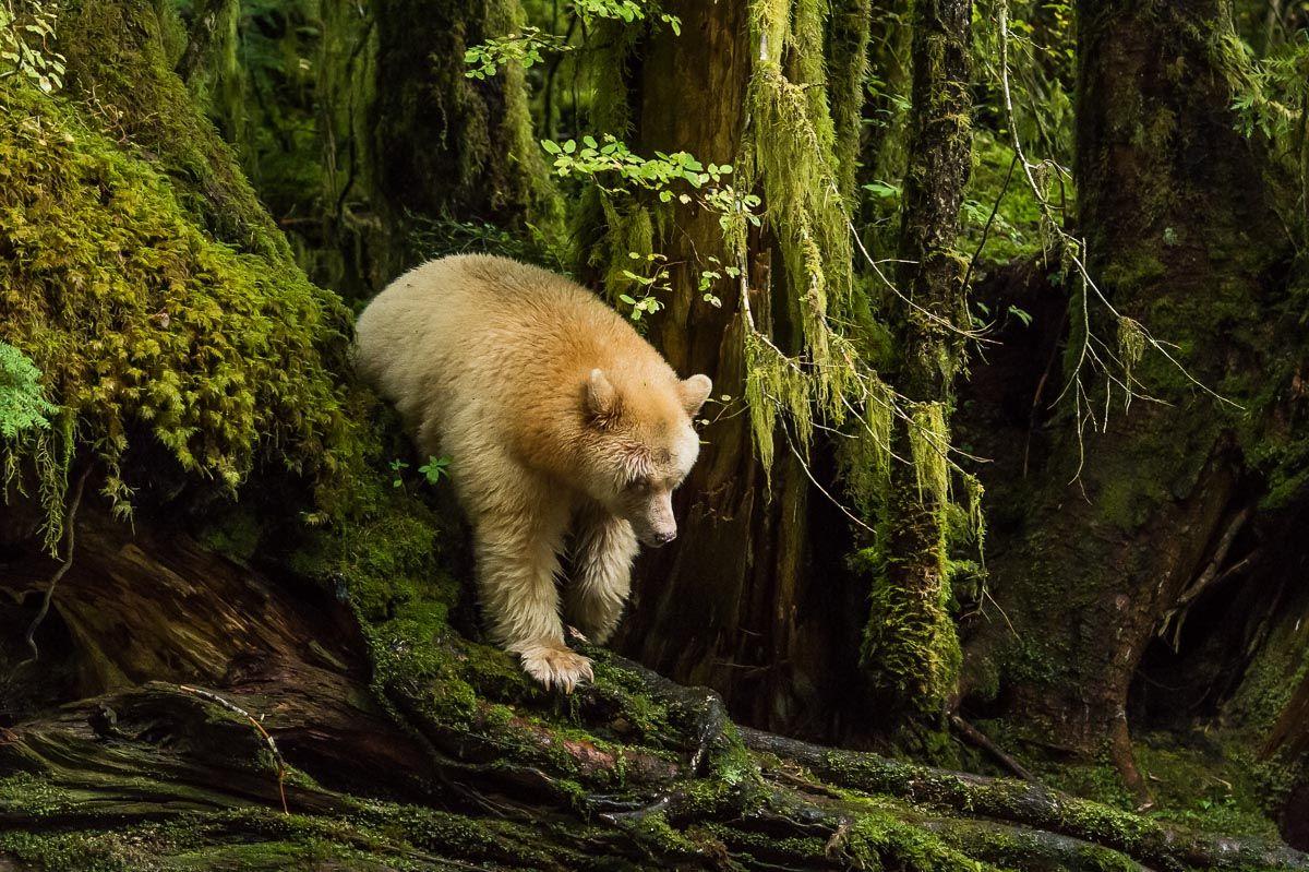 Kermode Bear Wallpapers - Wallpaper Cave