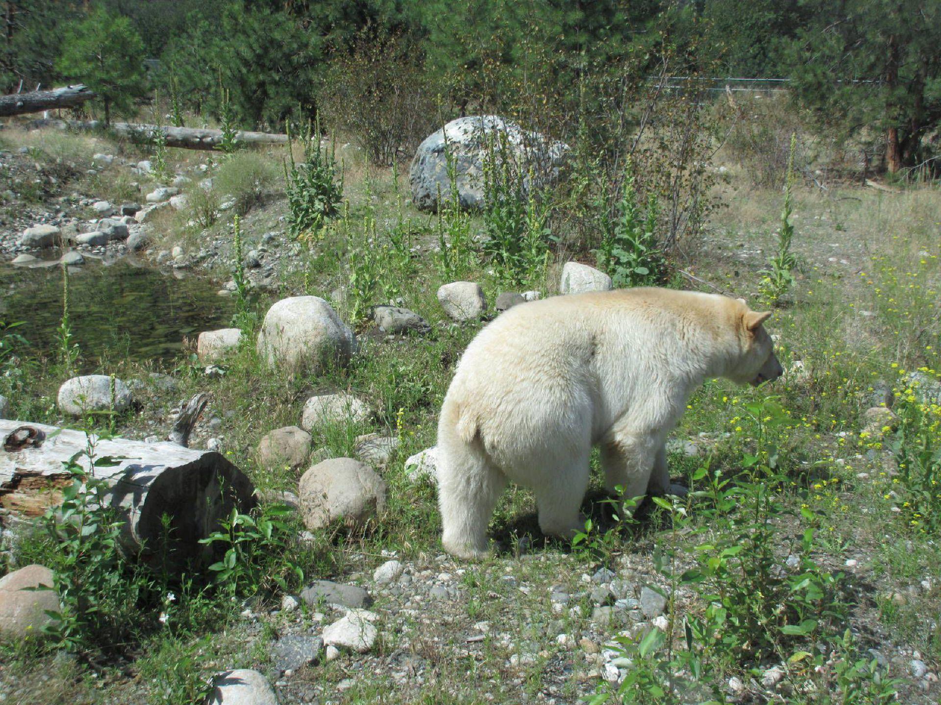 Kermode Bear Wallpapers - Wallpaper Cave
