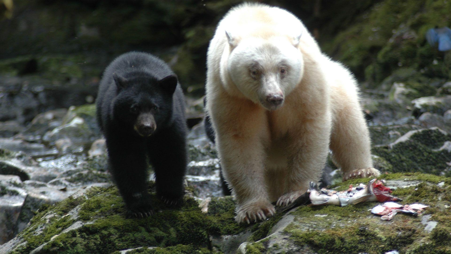 Kermode Bear Wallpapers - Wallpaper Cave