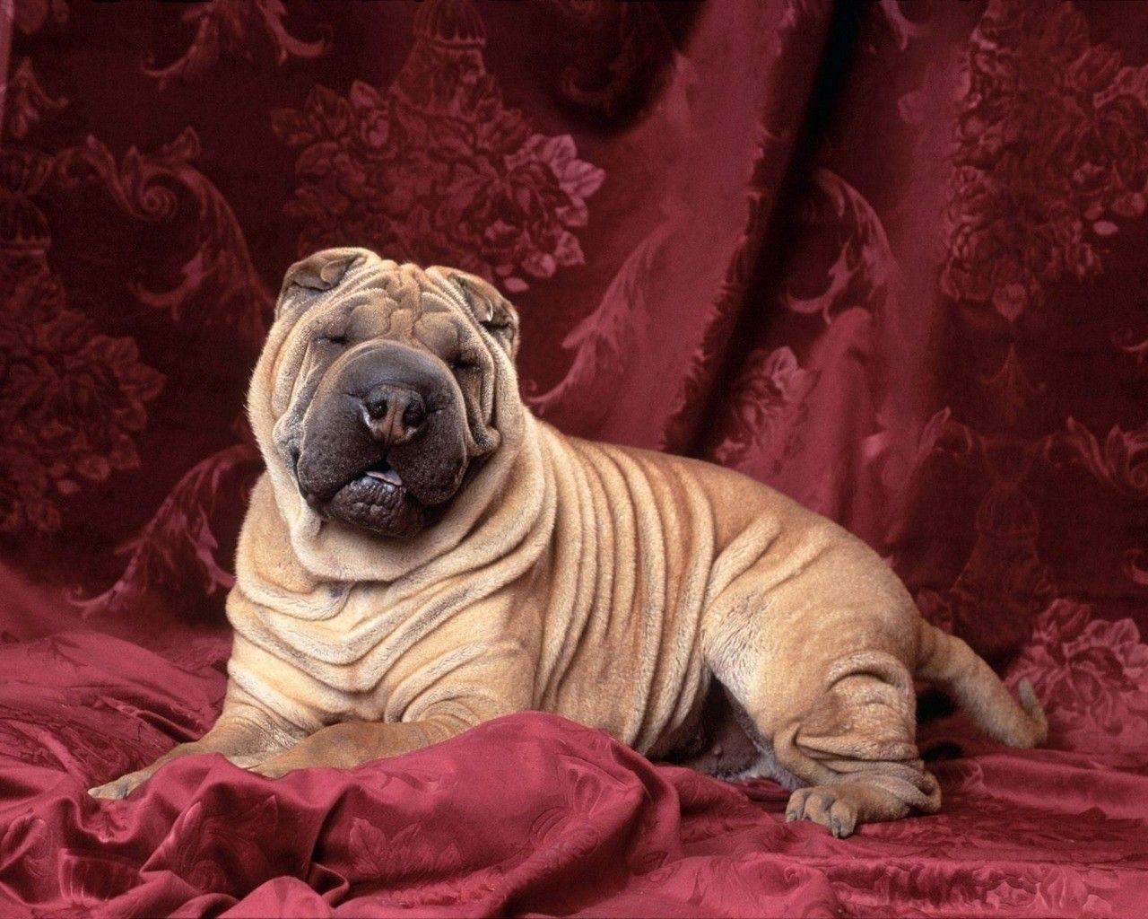 The Chinese Shar-Pei Wallpapers - Wallpaper Cave