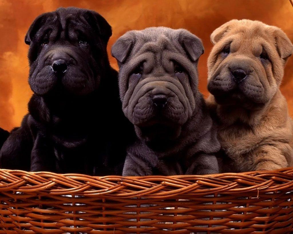 The Chinese Shar-Pei Wallpapers - Wallpaper Cave
