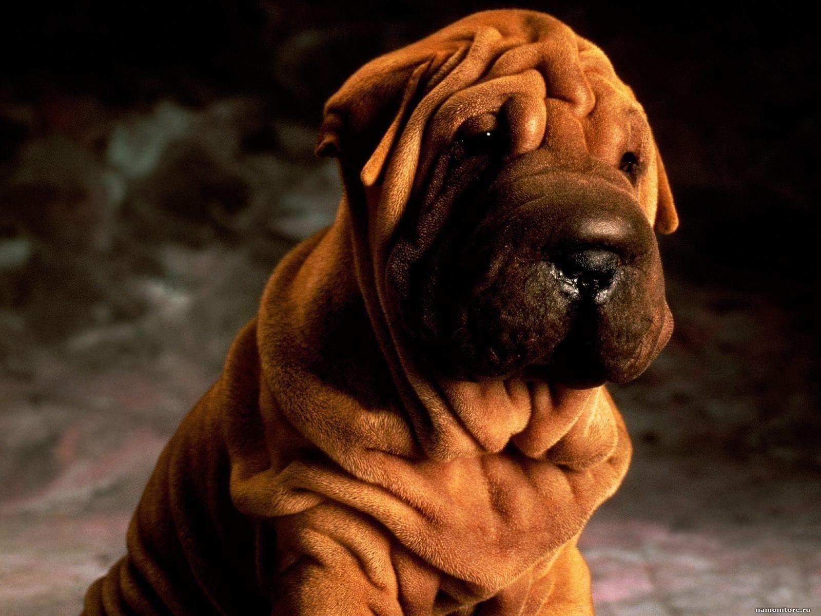The Chinese Shar-Pei Wallpapers - Wallpaper Cave