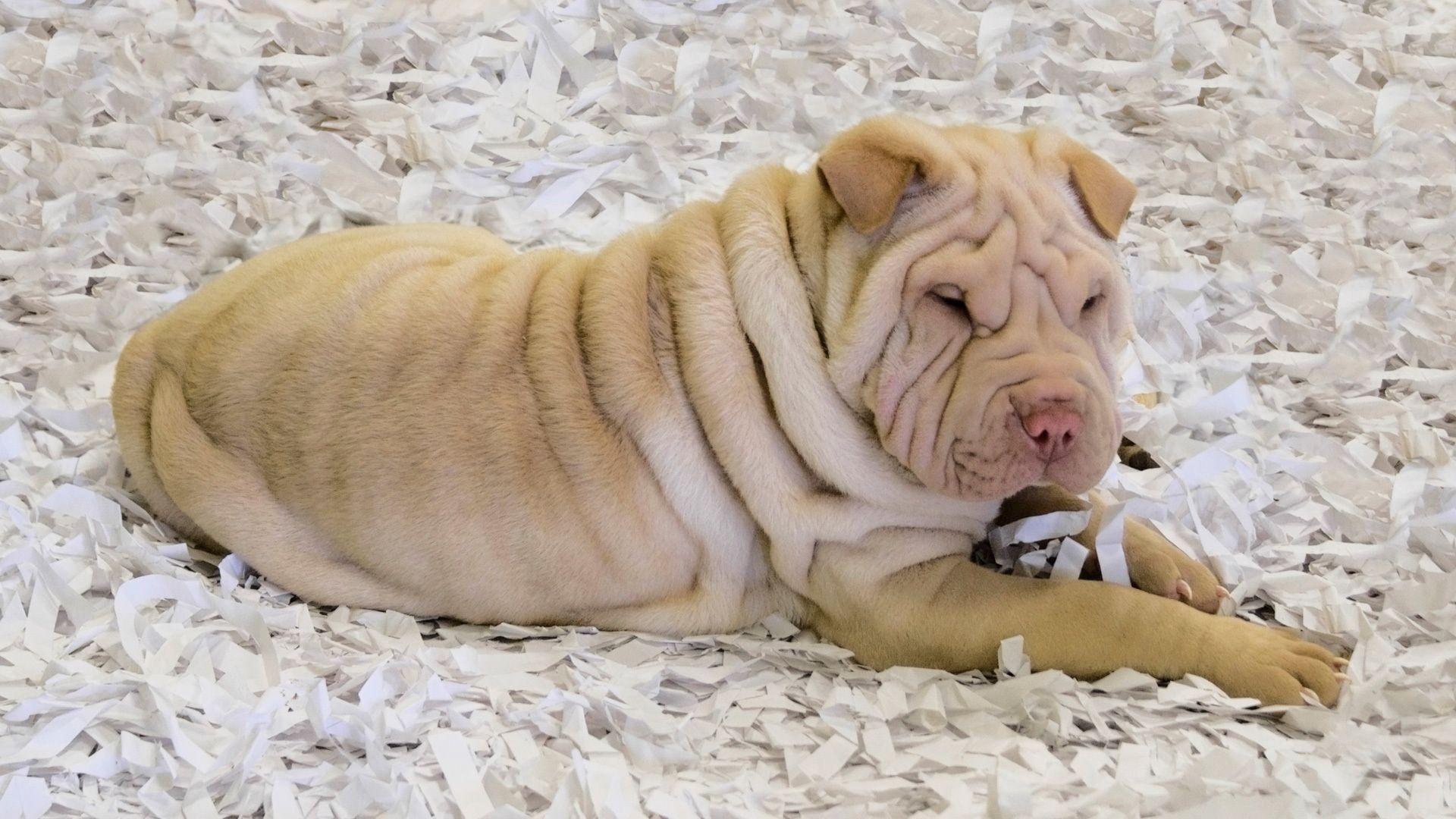The Chinese Shar-Pei Wallpapers - Wallpaper Cave