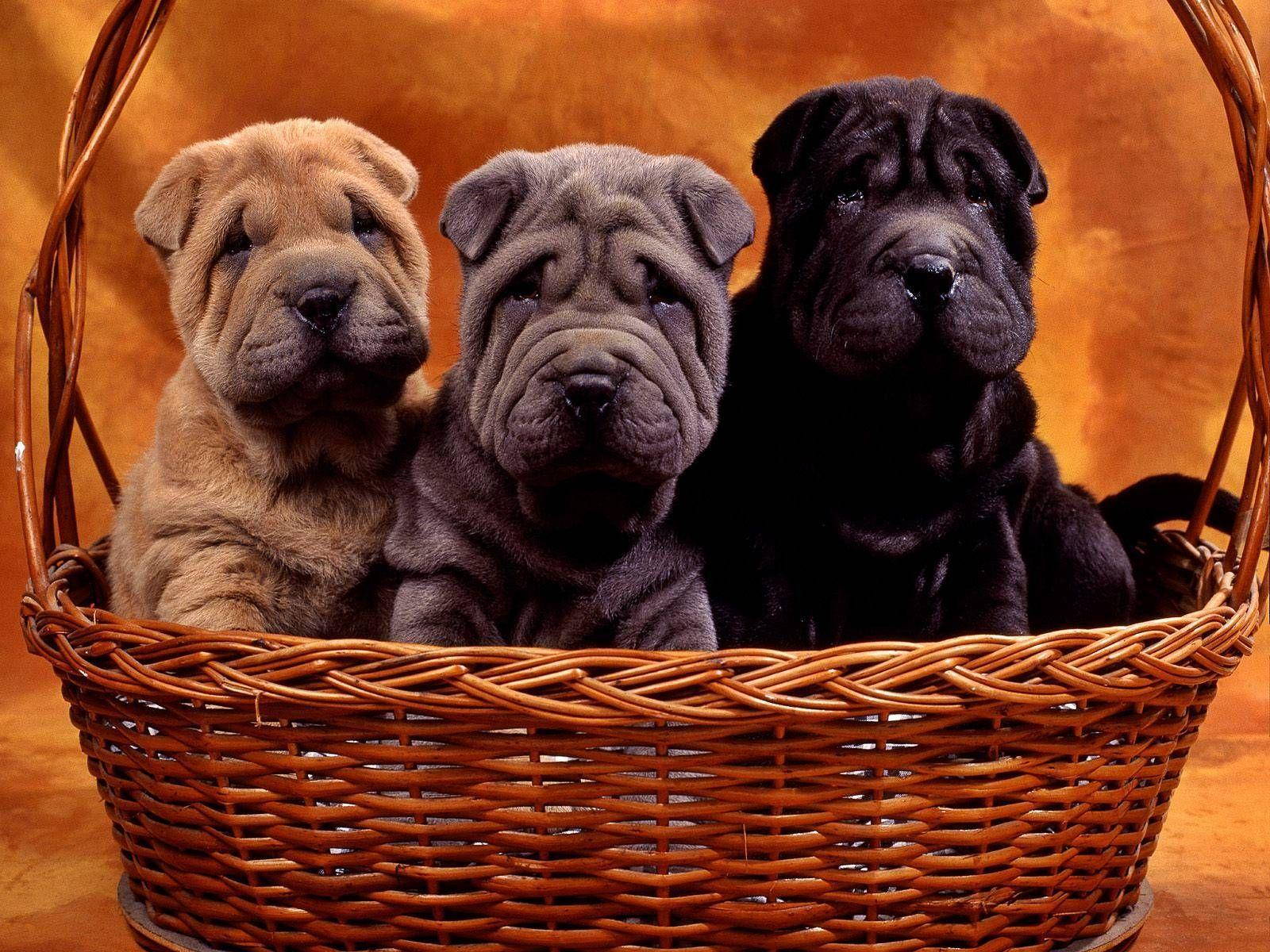 The Chinese Shar-Pei Wallpapers - Wallpaper Cave