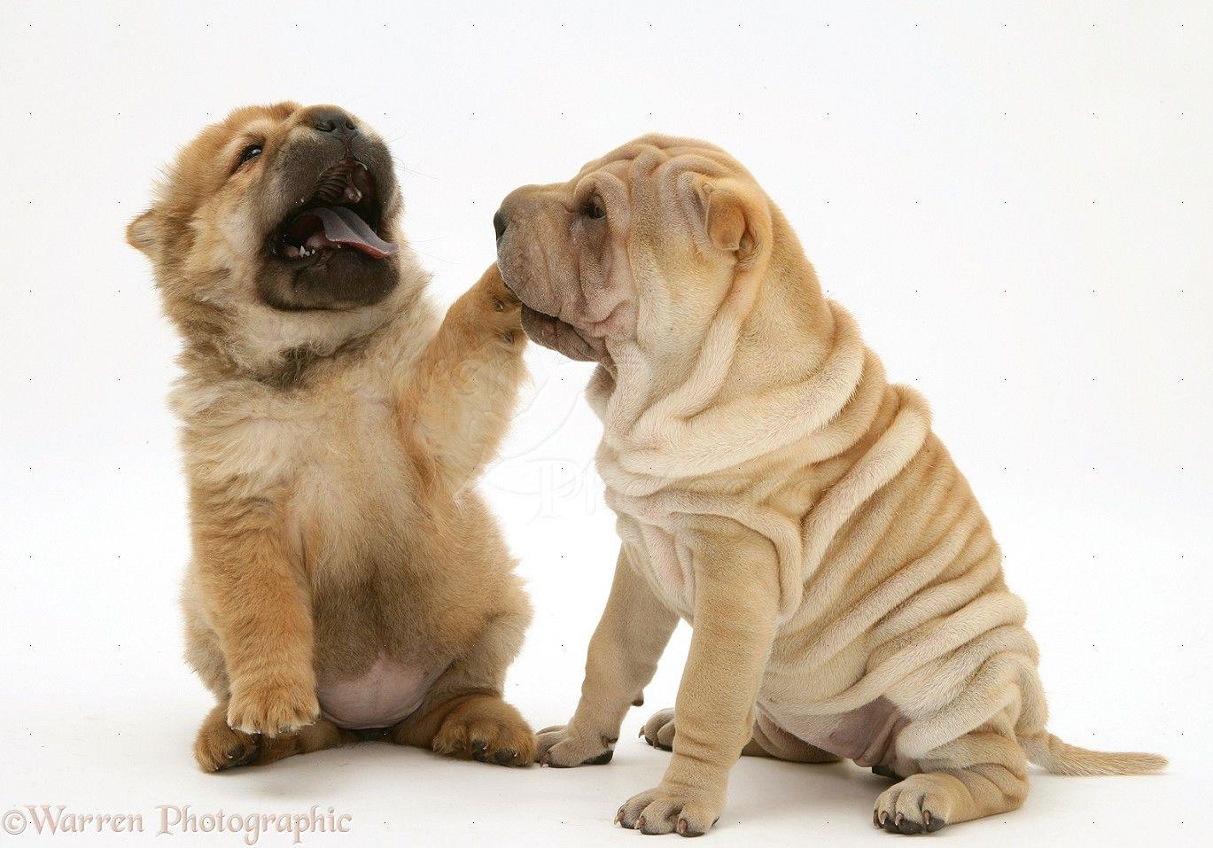 The Chinese Shar-Pei Wallpapers - Wallpaper Cave