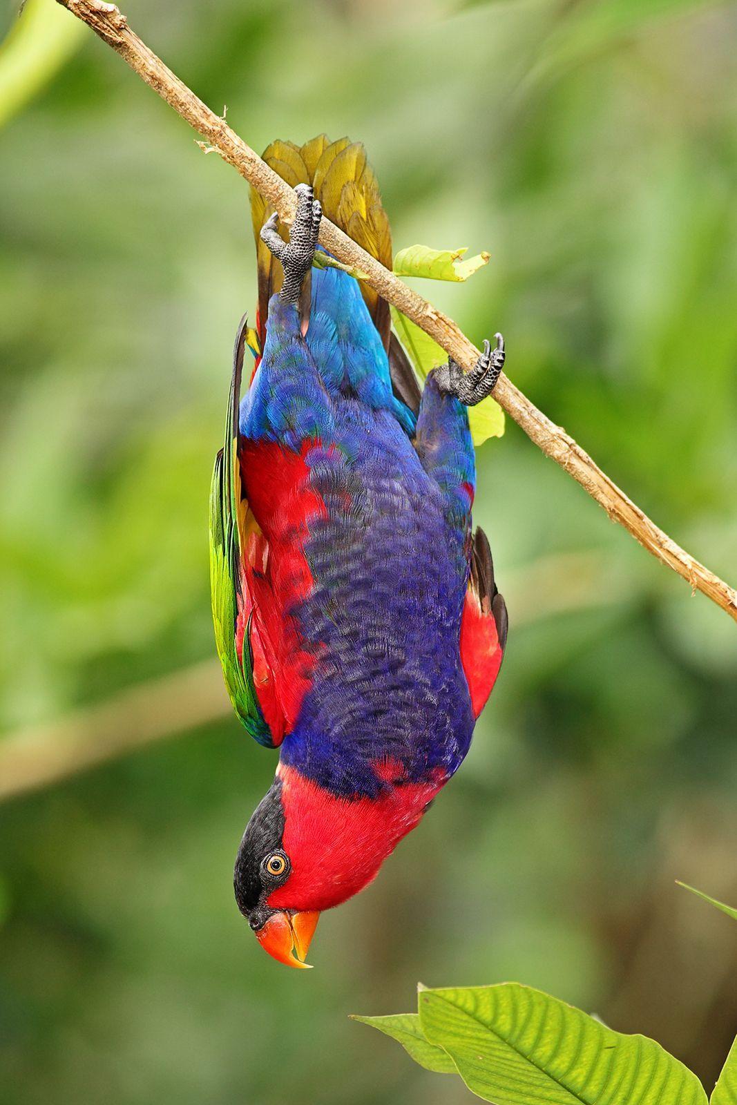Lories And Lorikeets Wallpapers - Wallpaper Cave