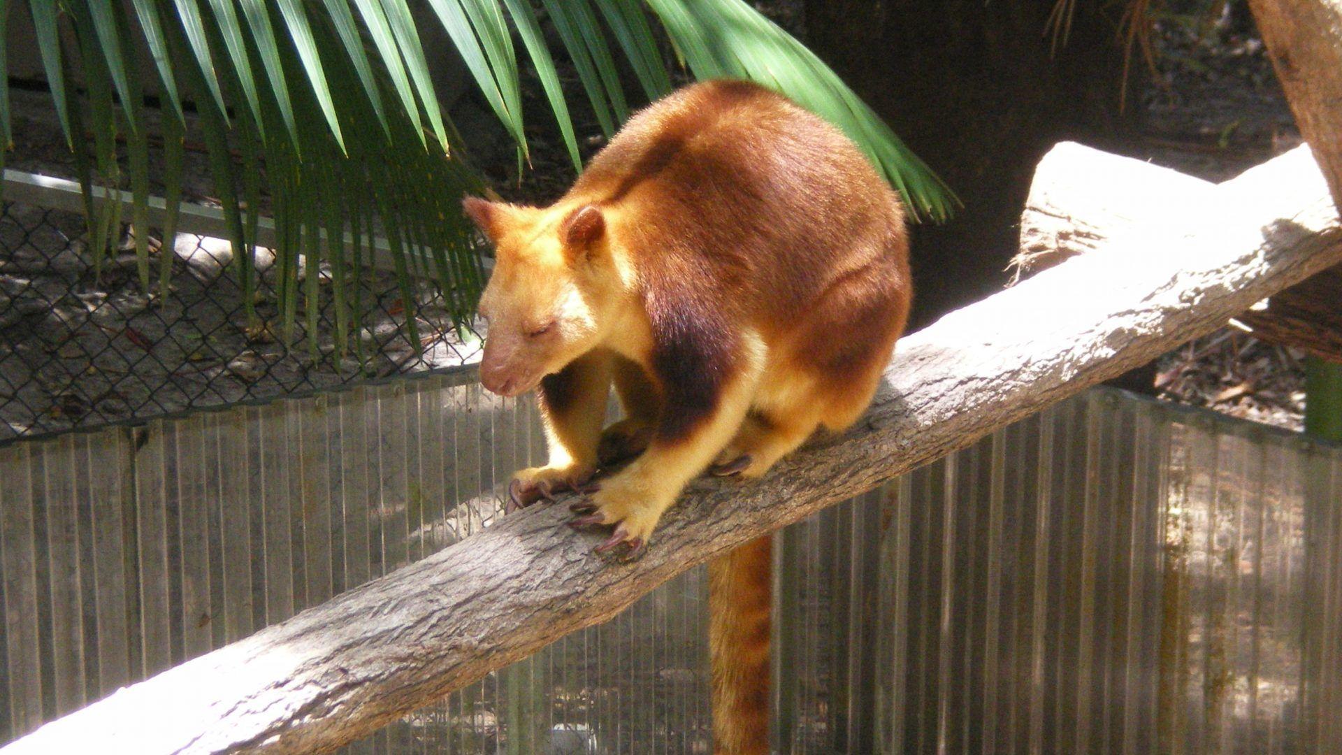 Tree-kangaroo Wallpapers - Wallpaper Cave