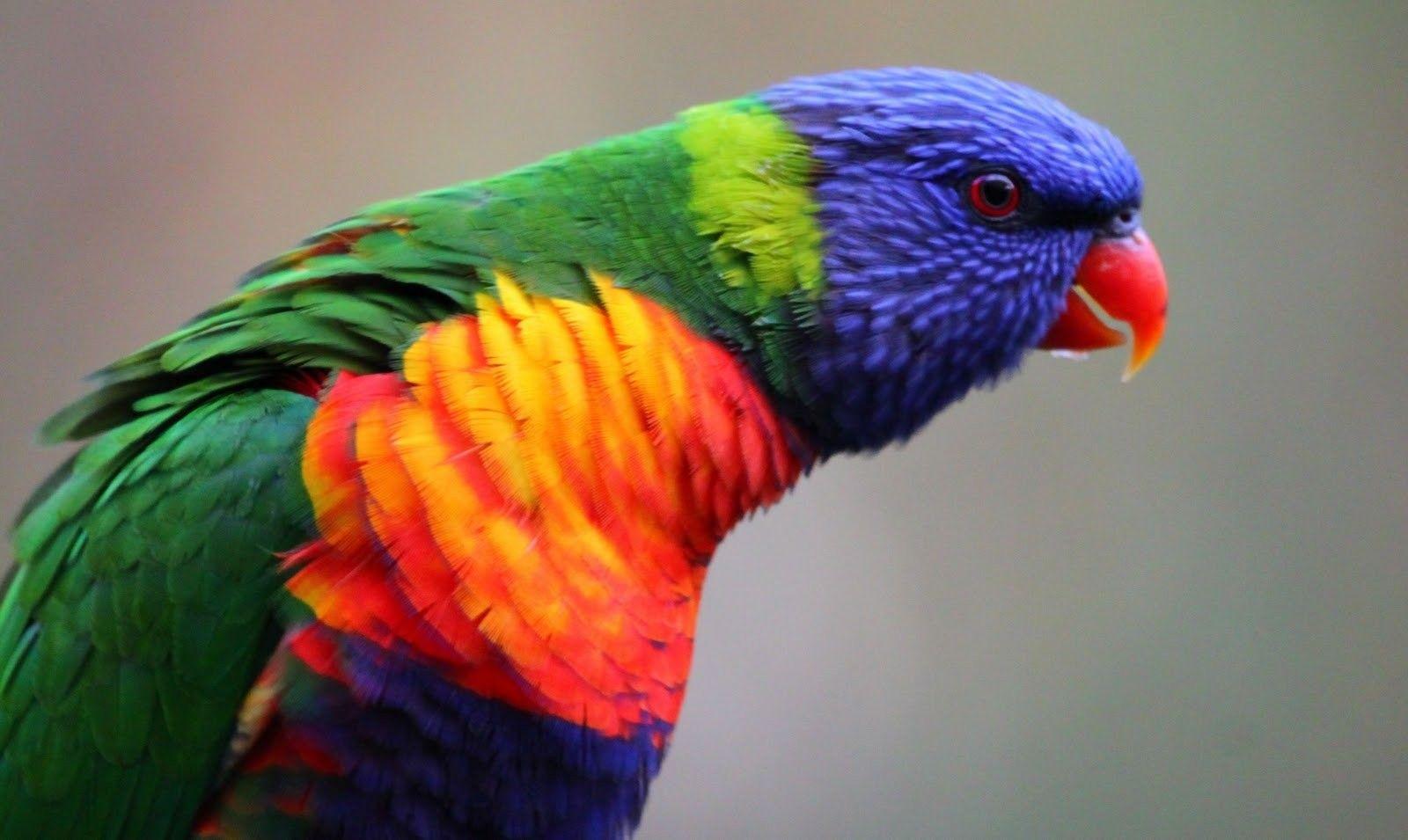 Lories And Lorikeets Wallpapers - Wallpaper Cave