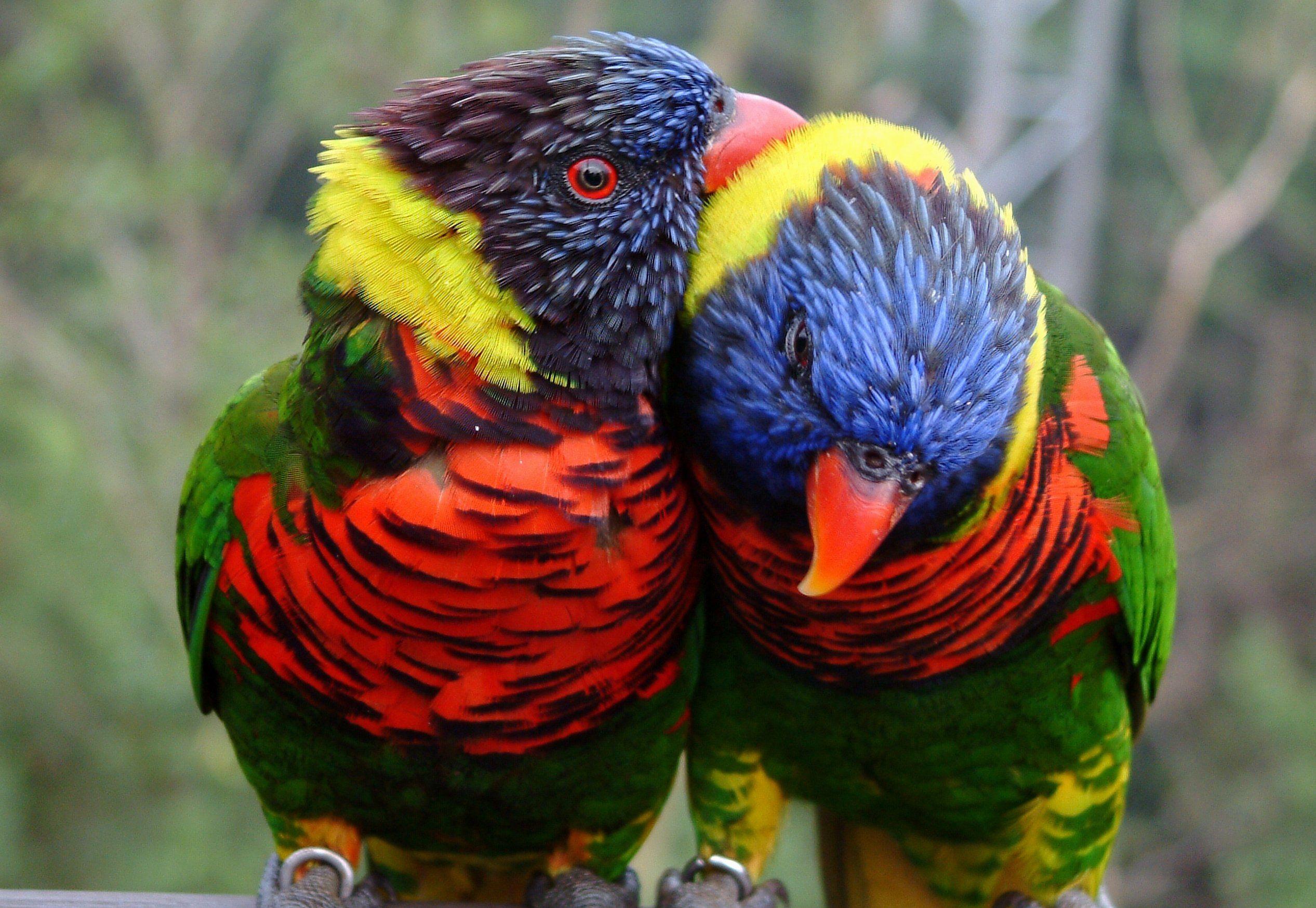 Lories And Lorikeets Wallpapers - Wallpaper Cave