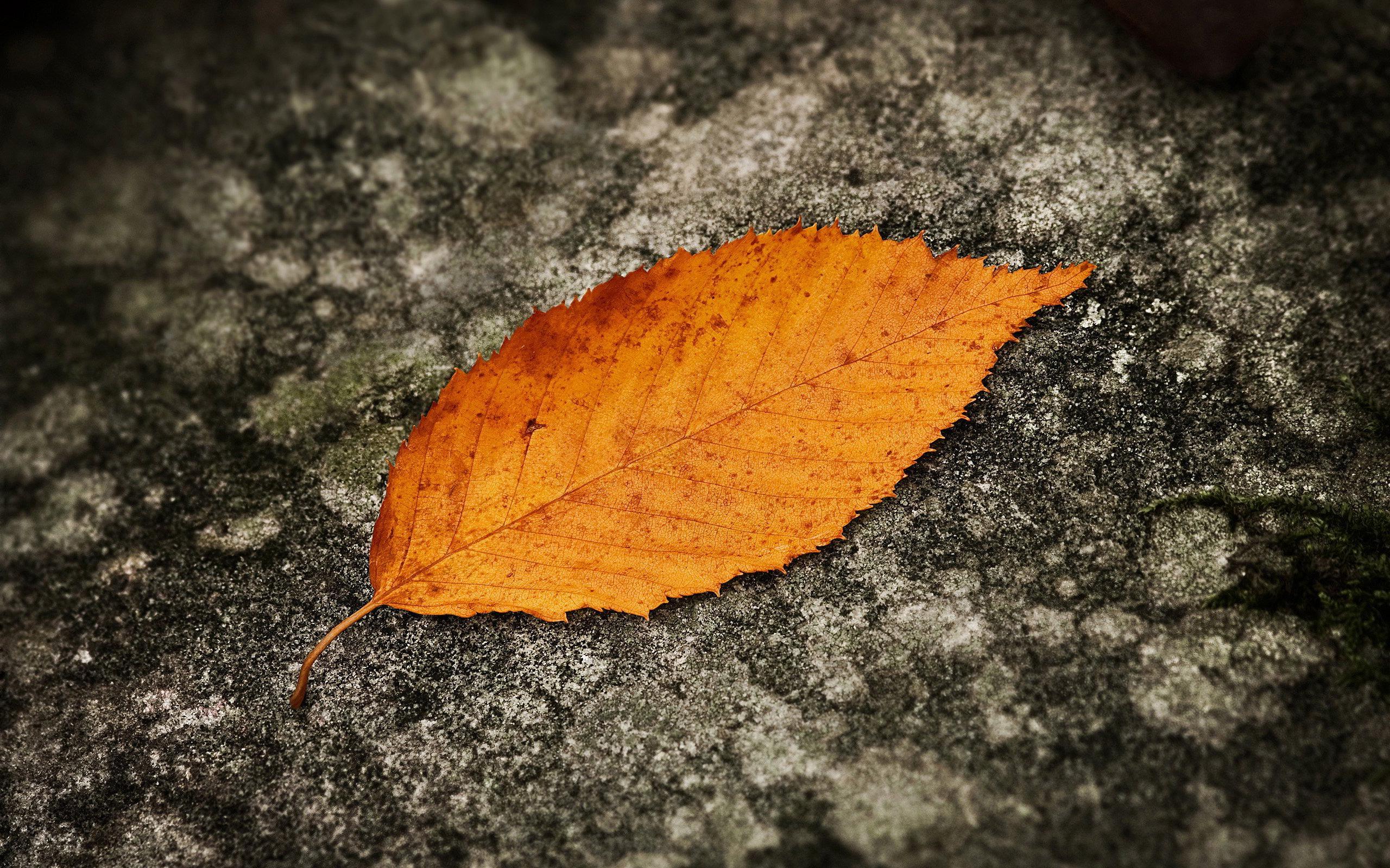 Ground Wallpapers - Wallpaper Cave