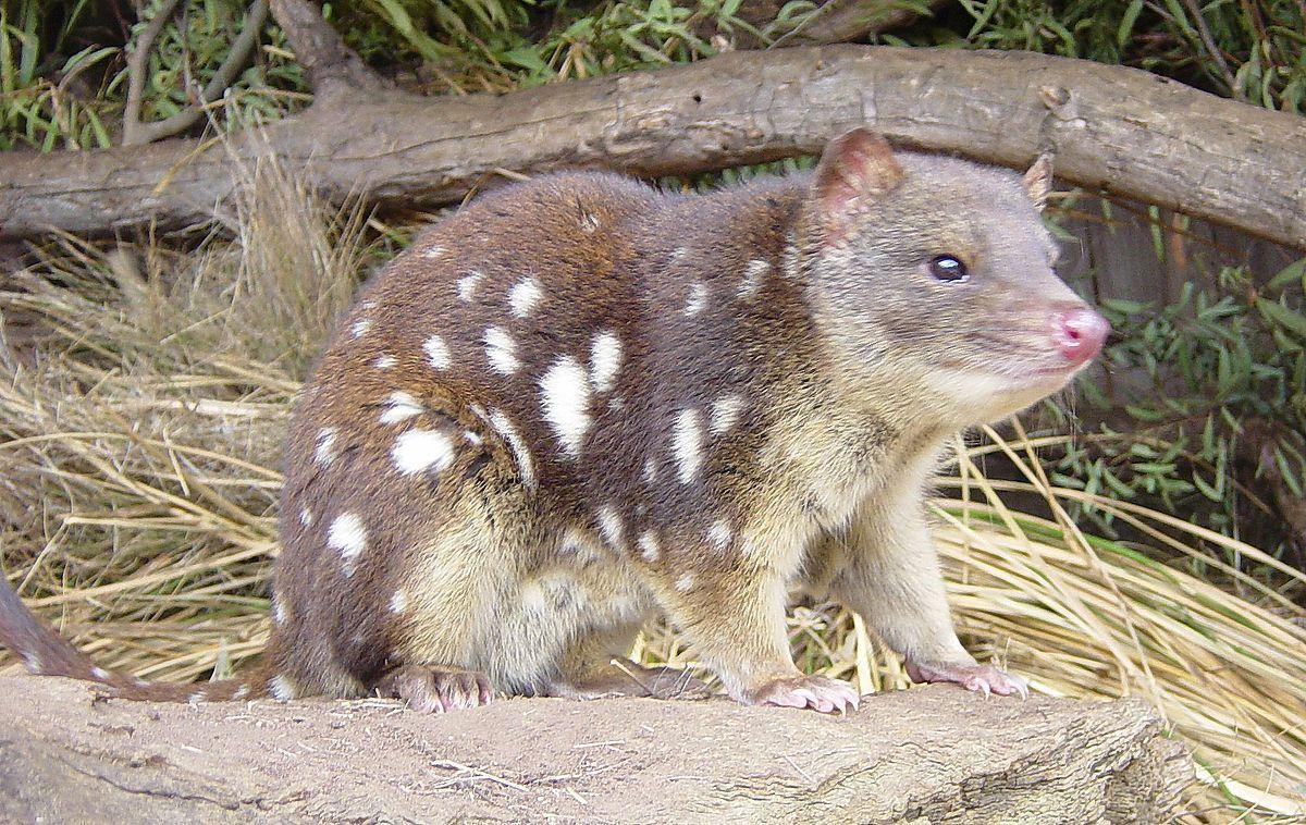 Quoll Wallpapers - Wallpaper Cave