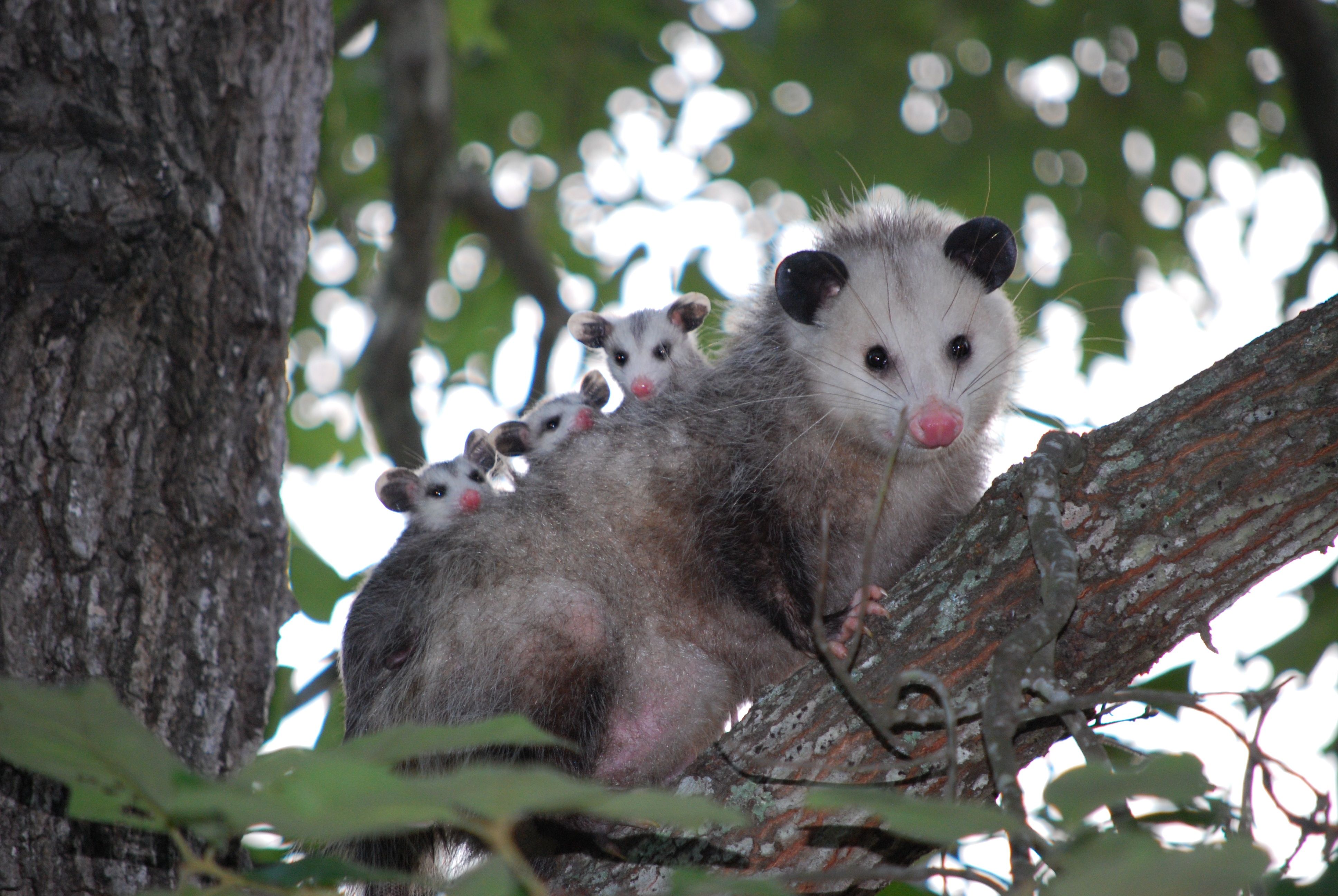 Opossum Wallpapers - Wallpaper Cave