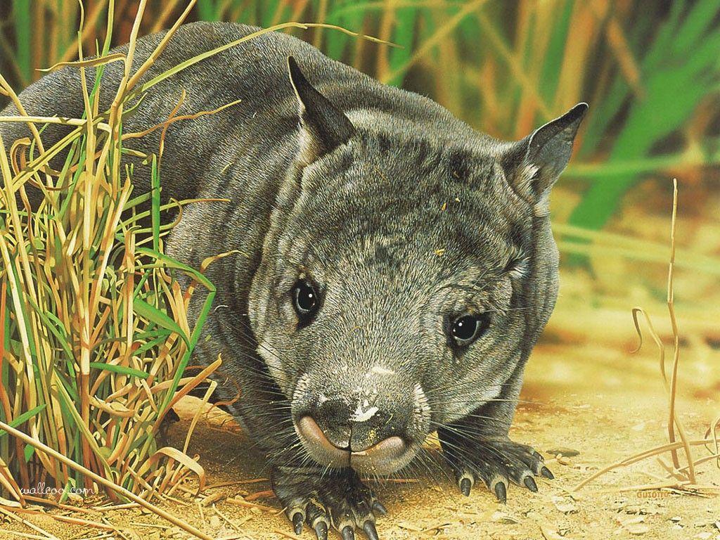Wombat Wallpapers - Wallpaper Cave