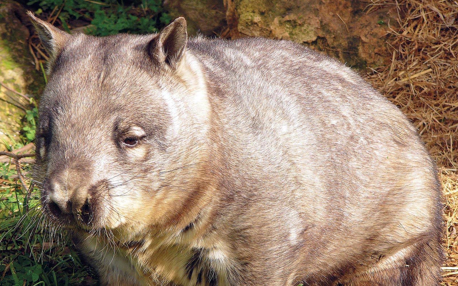 Wombat Wallpapers - Wallpaper Cave