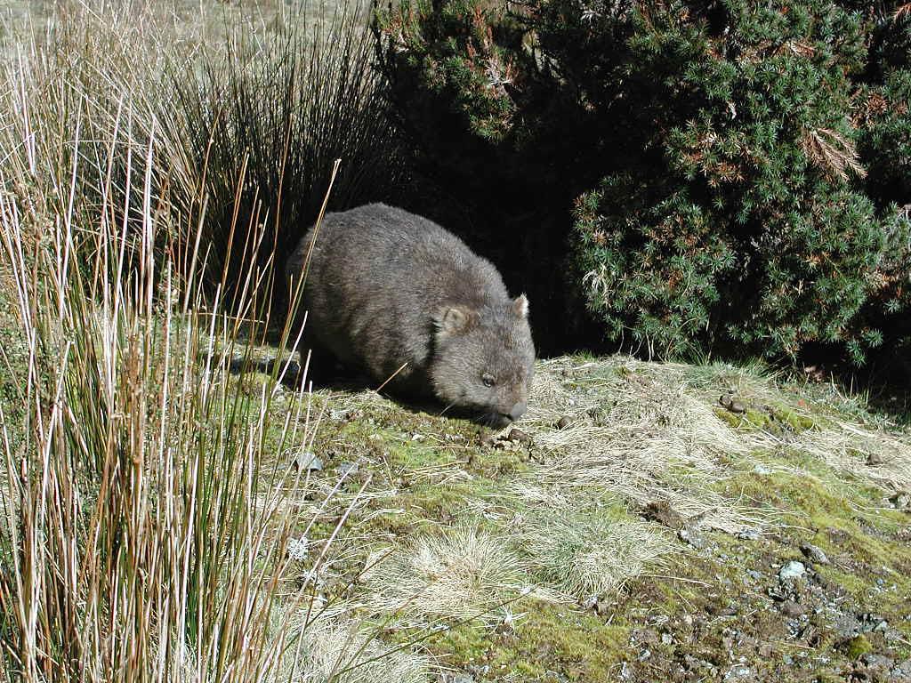 Wombat Wallpapers - Wallpaper Cave