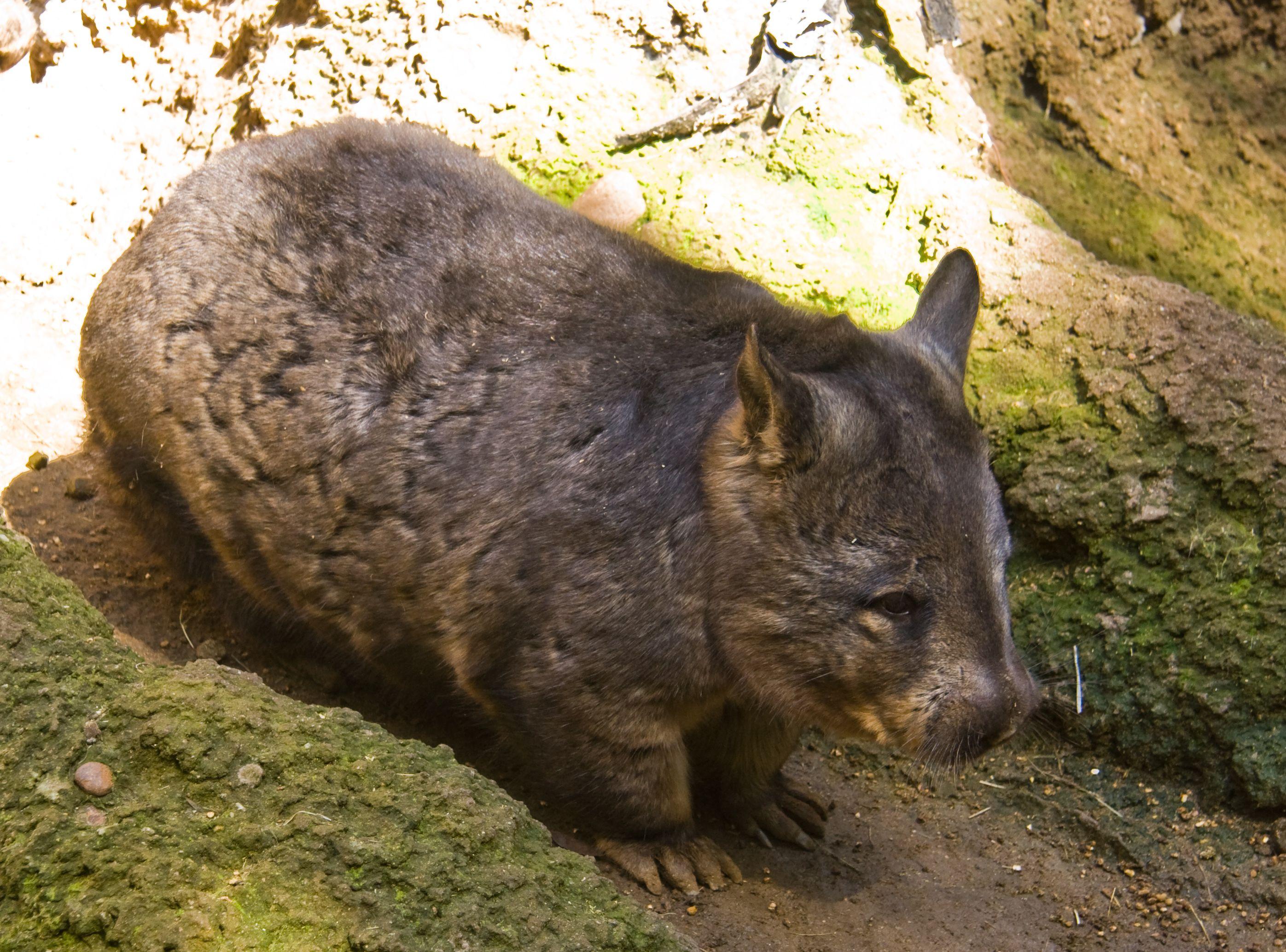 Wombat Wallpapers - Wallpaper Cave