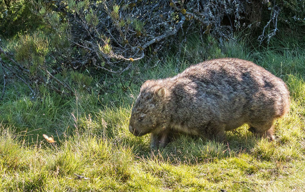 Wombat Wallpapers - Wallpaper Cave