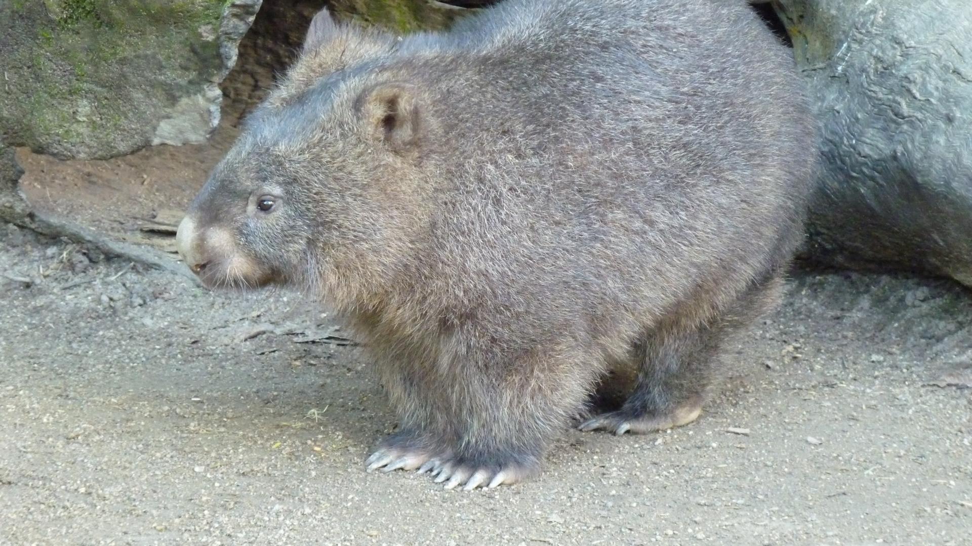 Wombat Wallpapers - Wallpaper Cave