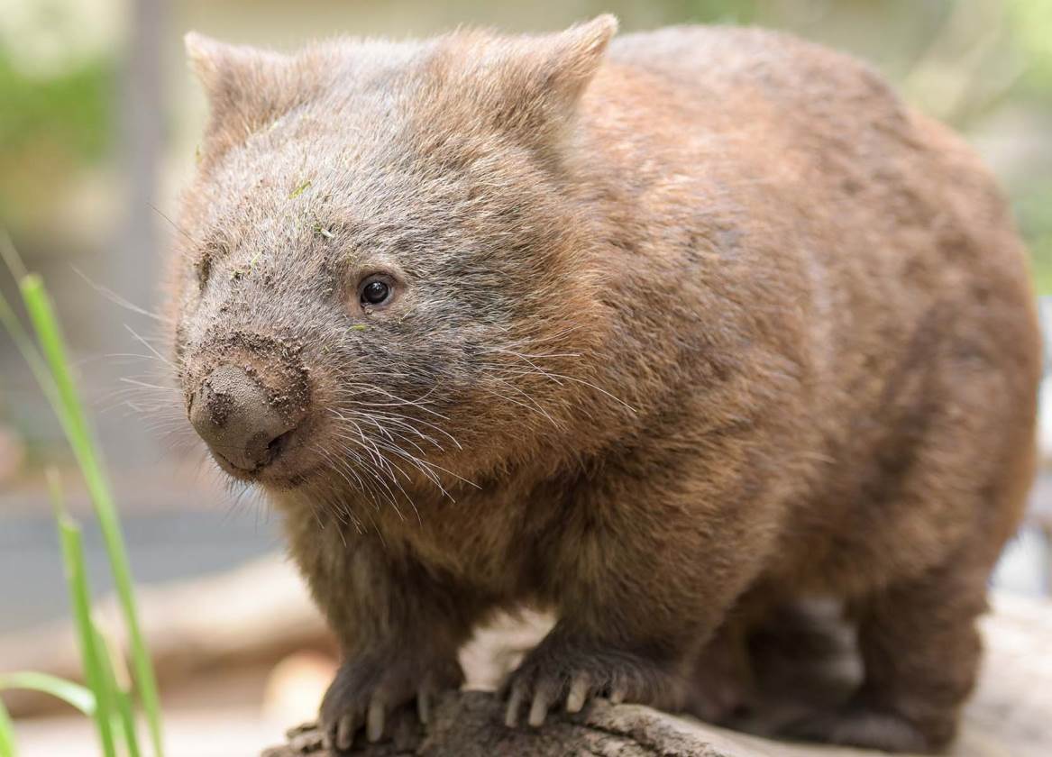 Wombat Wallpapers - Wallpaper Cave