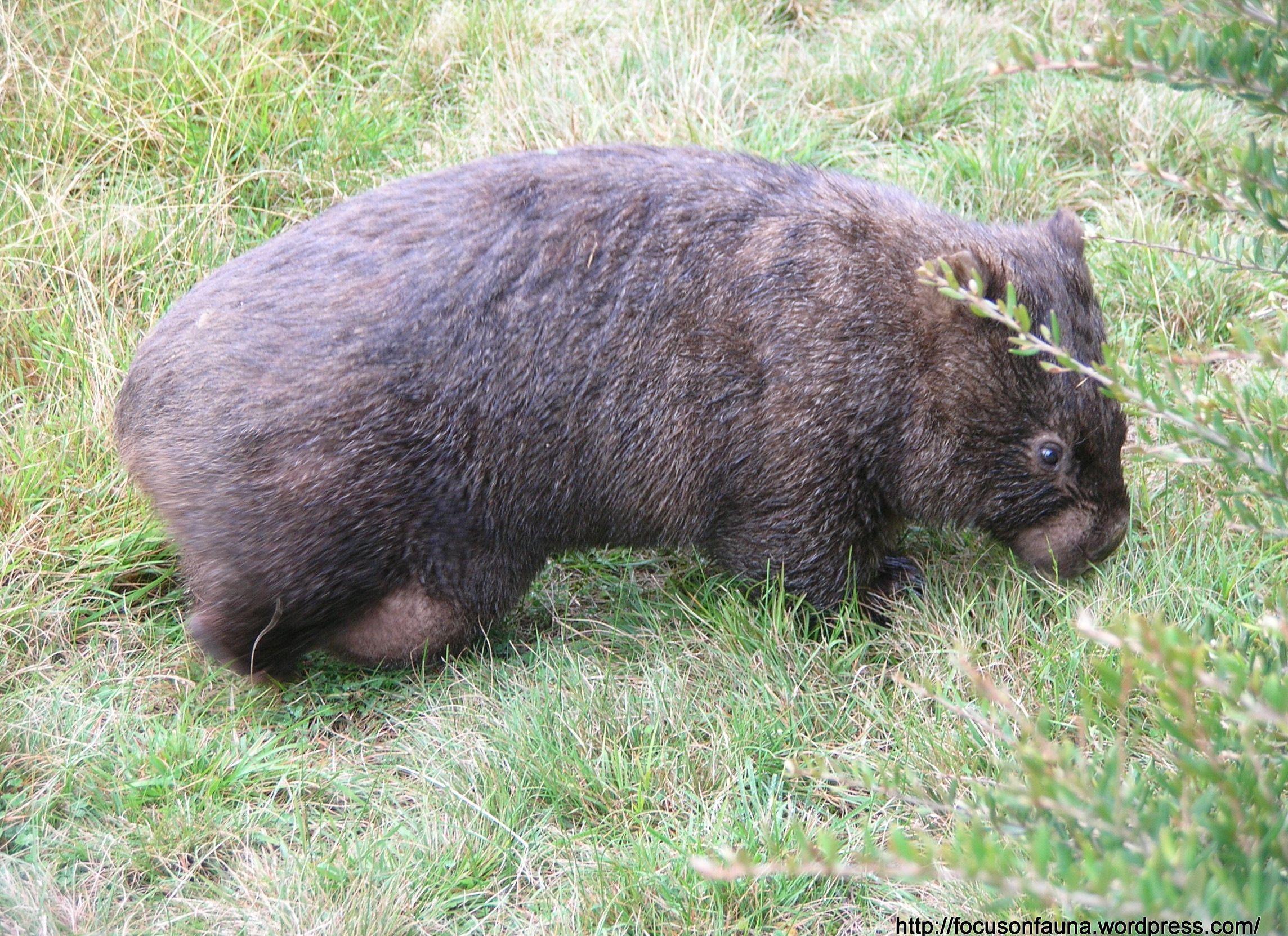 Wombat Wallpapers - Wallpaper Cave