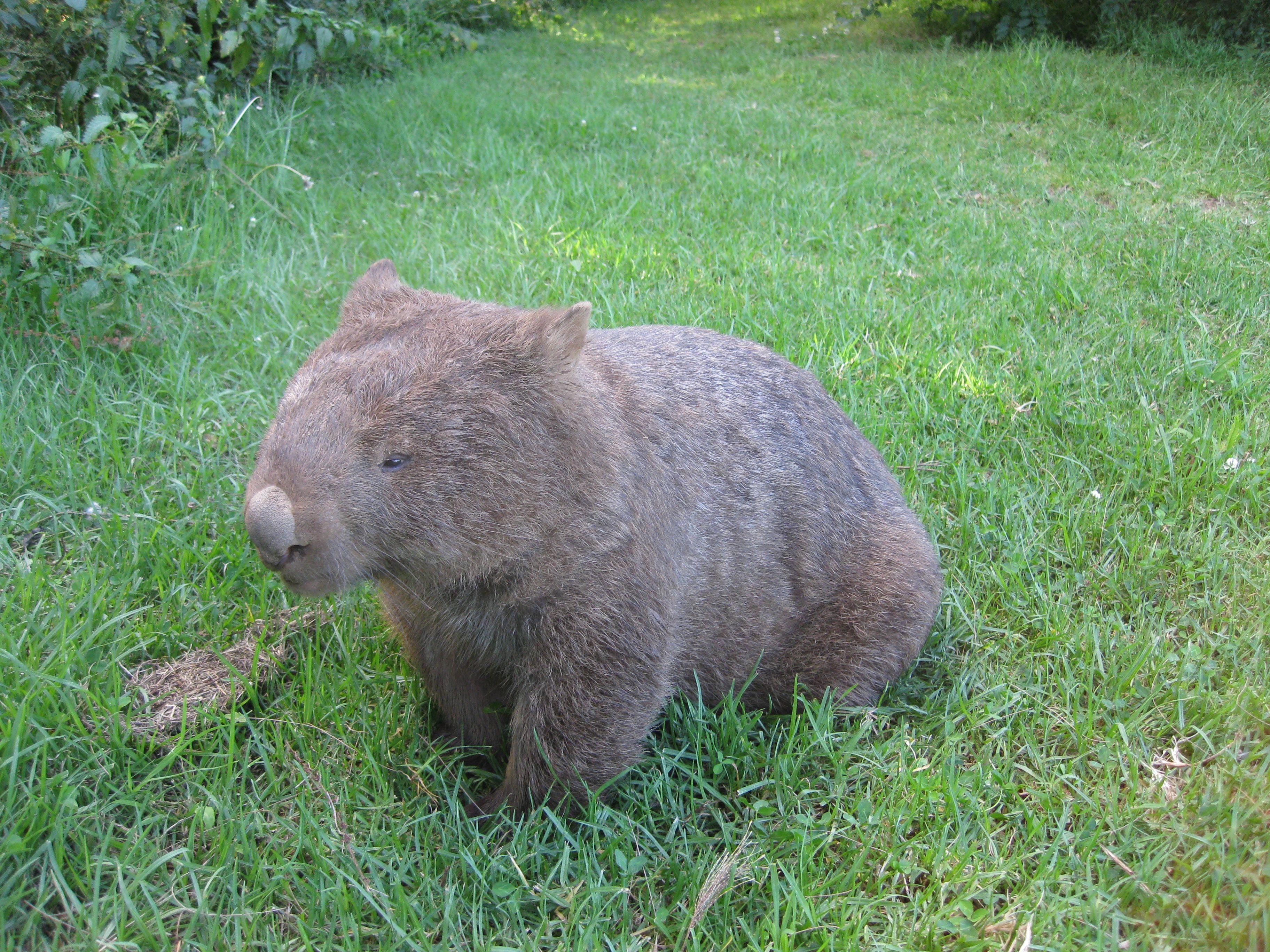 Wombat Wallpapers - Wallpaper Cave