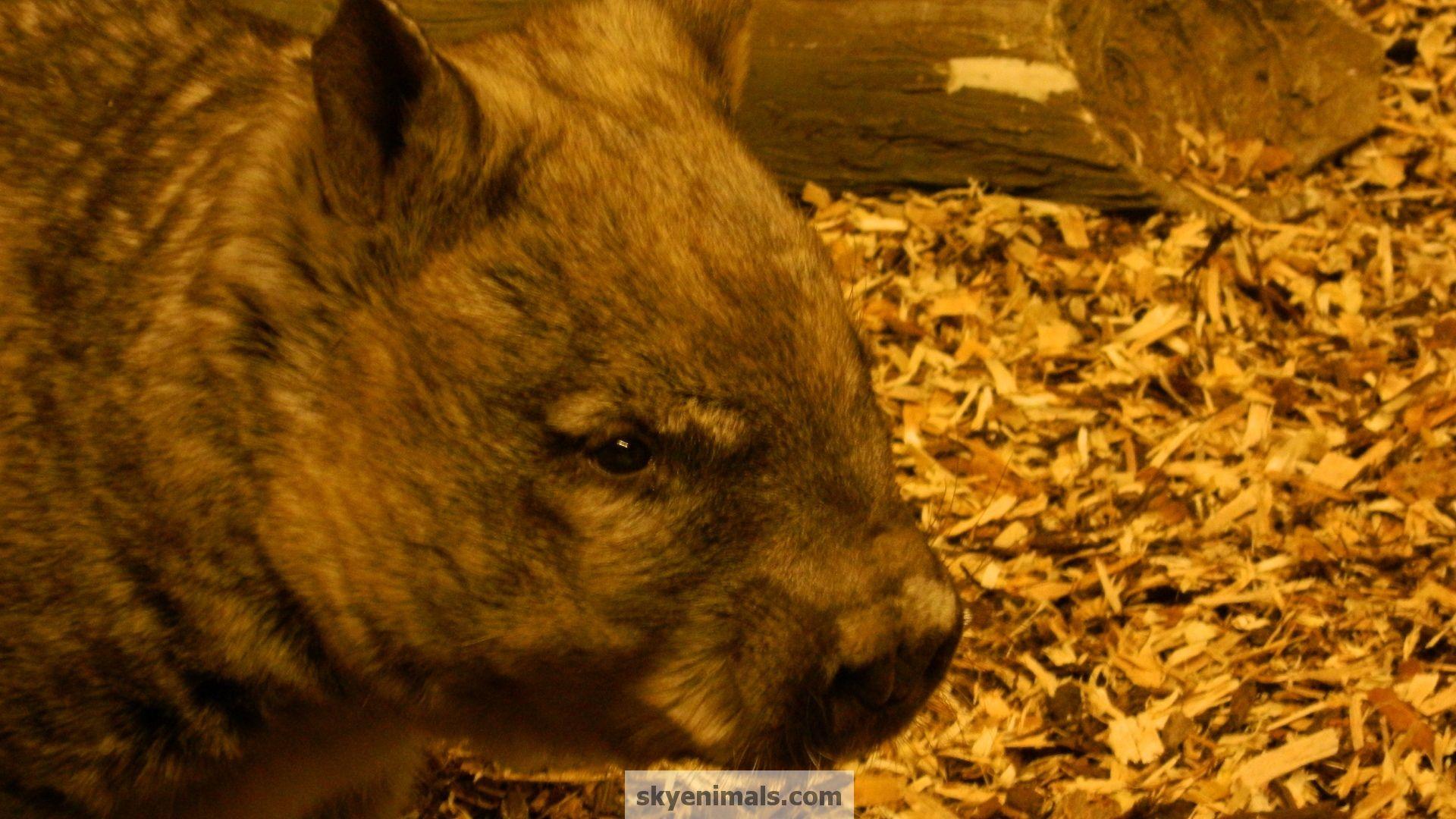 Wombat Wallpapers - Wallpaper Cave