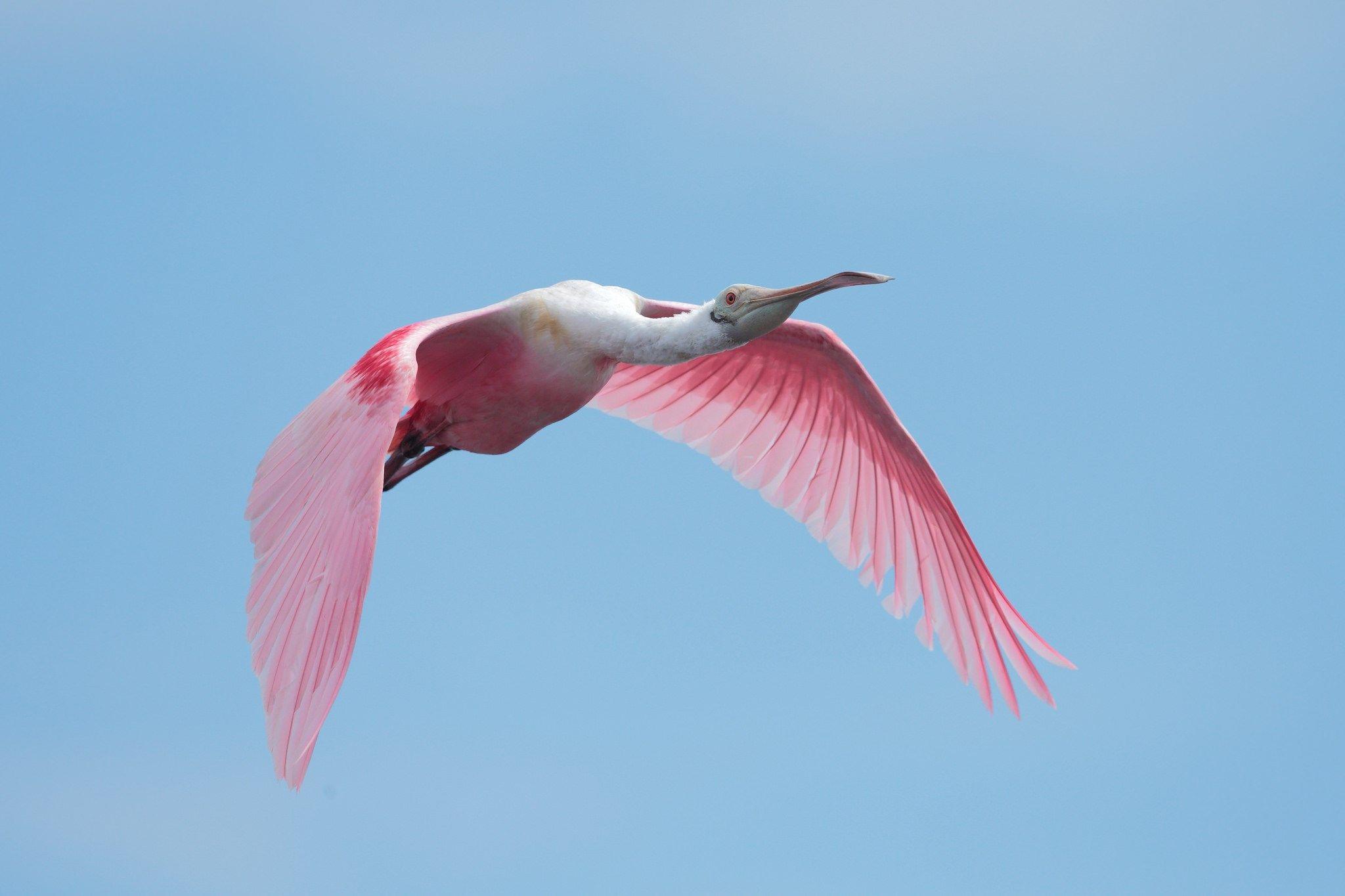 Spoonbill Wallpapers - Wallpaper Cave