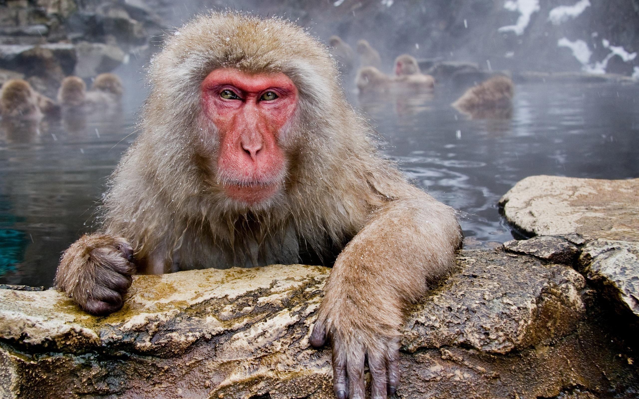 Japanese Macaque Wallpapers - Wallpaper Cave