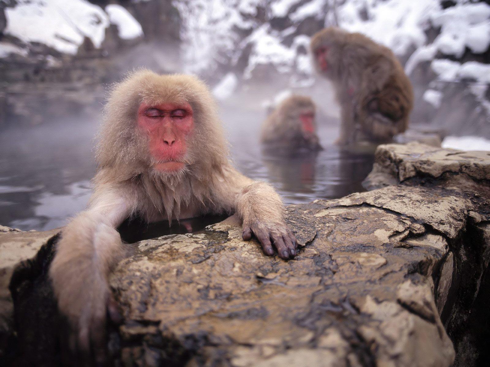 Japanese Macaque Wallpapers - Wallpaper Cave