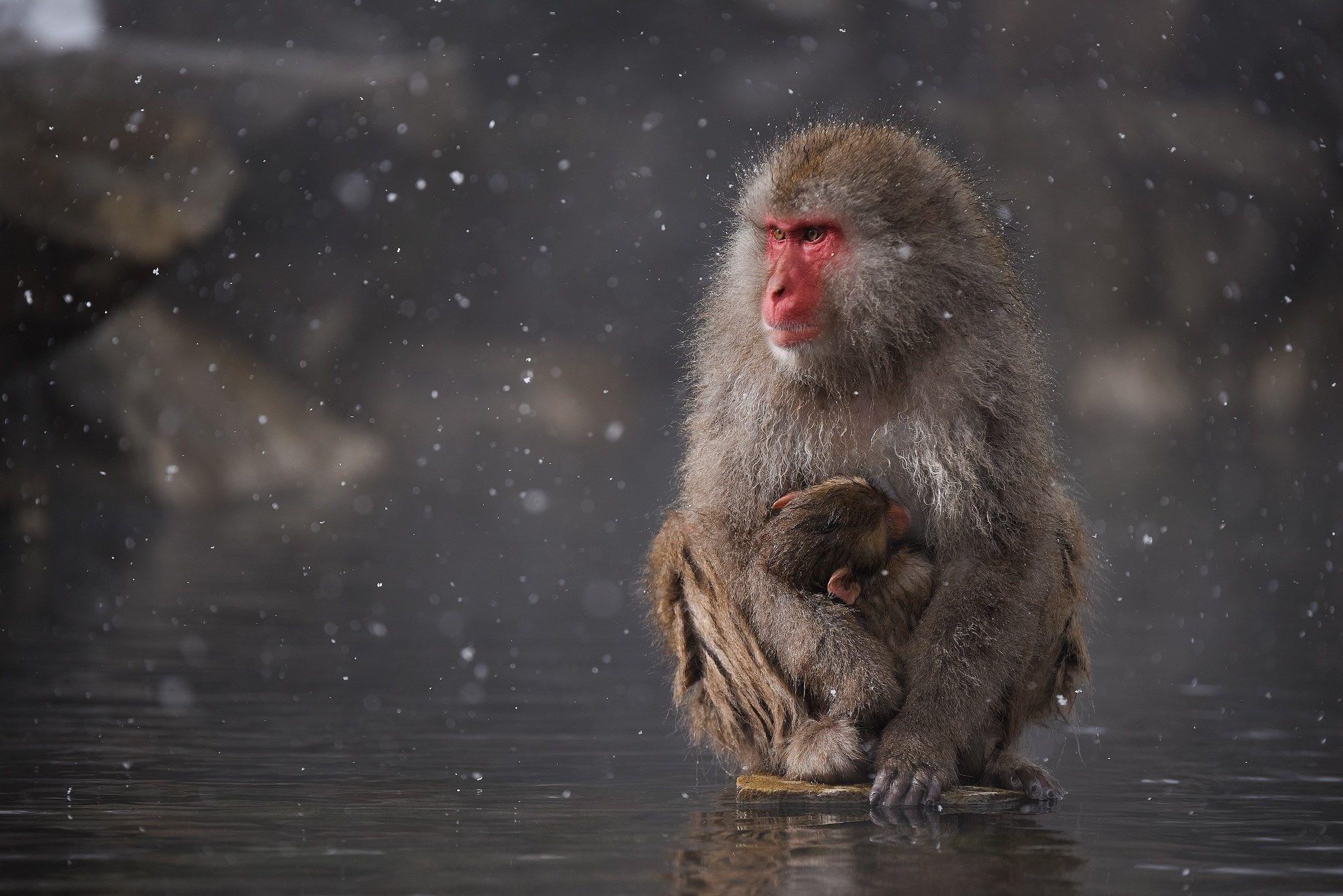 Japanese Macaque Wallpapers - Wallpaper Cave