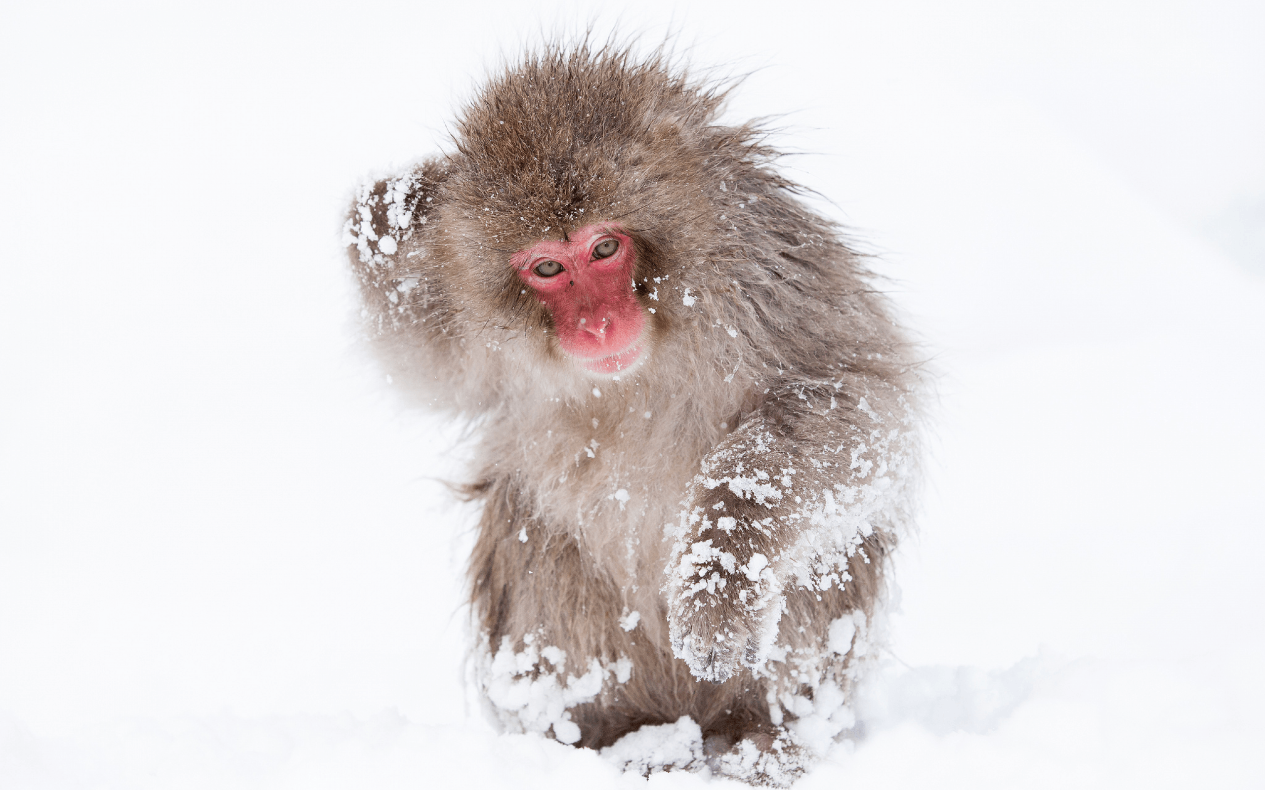 Japanese Macaque Wallpapers - Wallpaper Cave