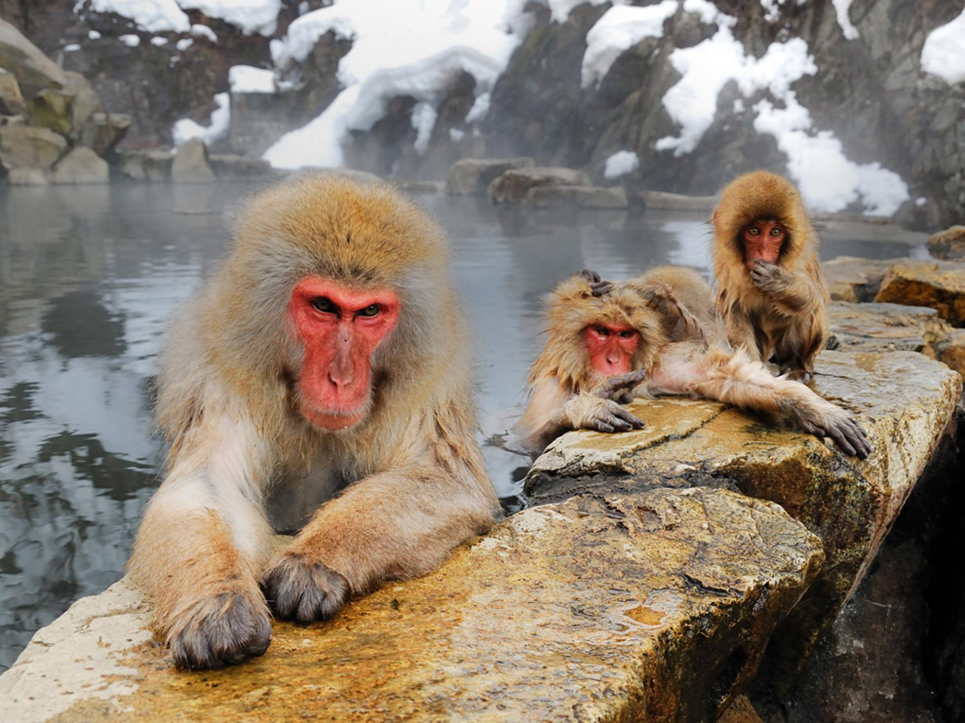Japanese Macaque Wallpapers - Wallpaper Cave