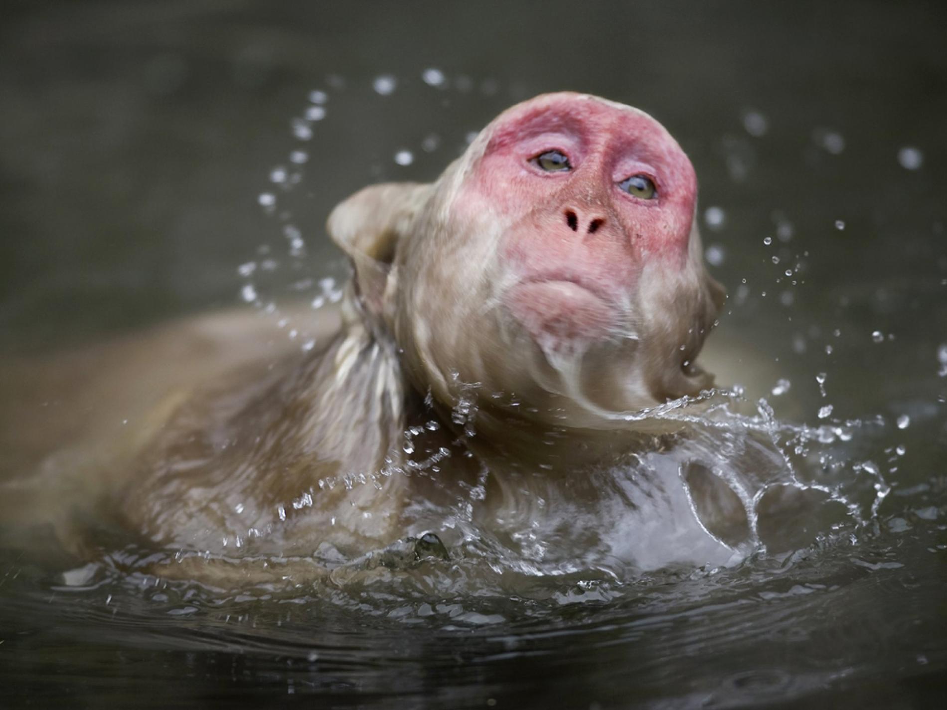 Japanese Macaque Wallpapers - Wallpaper Cave