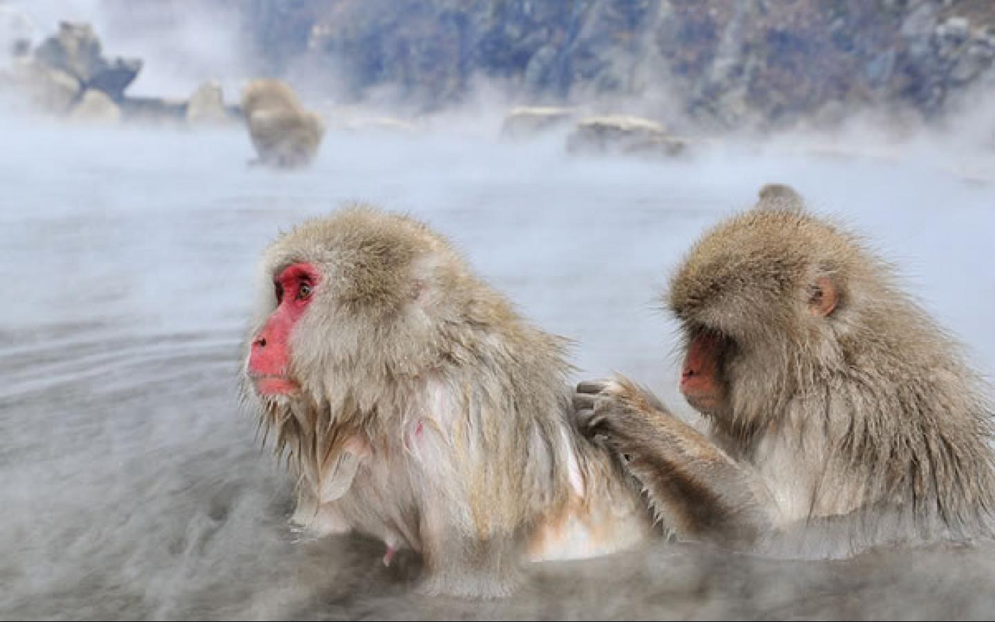 Japanese Macaque Wallpapers - Wallpaper Cave