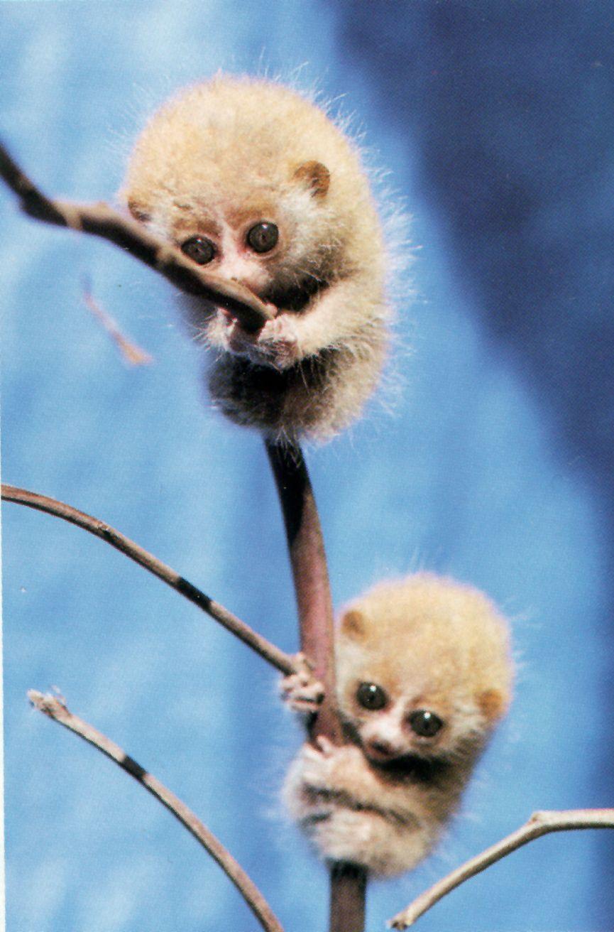 Slow Loris Wallpapers - Wallpaper Cave