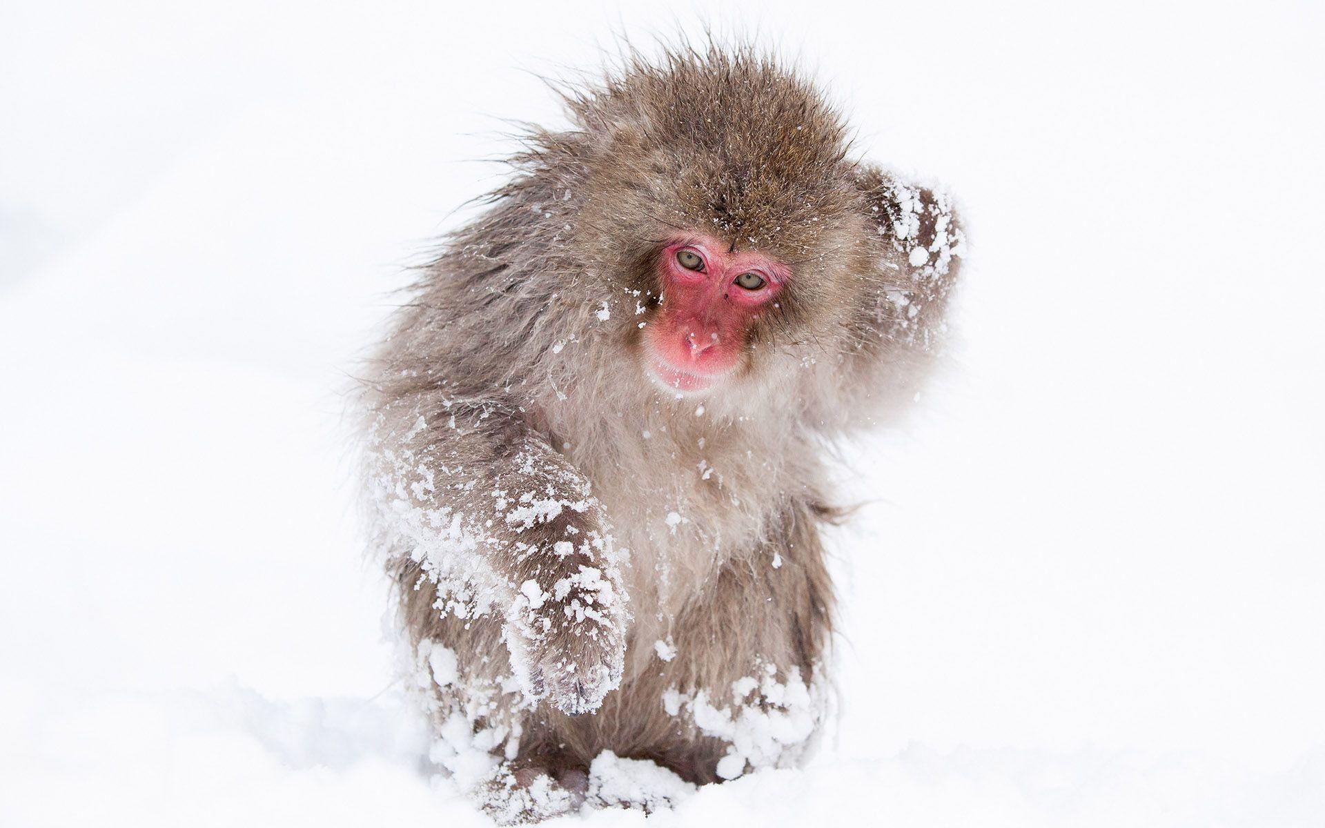 Japanese Macaque Wallpapers - Wallpaper Cave