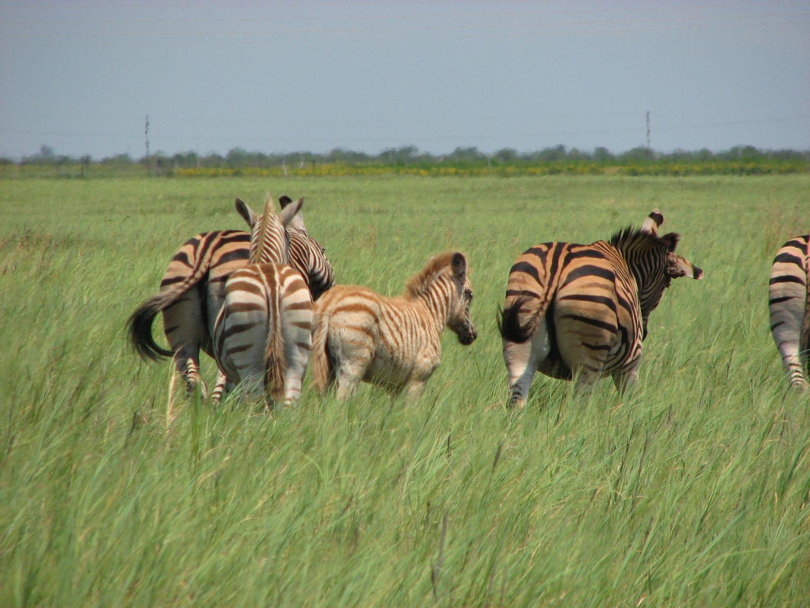 Zebroid Wallpapers - Wallpaper Cave