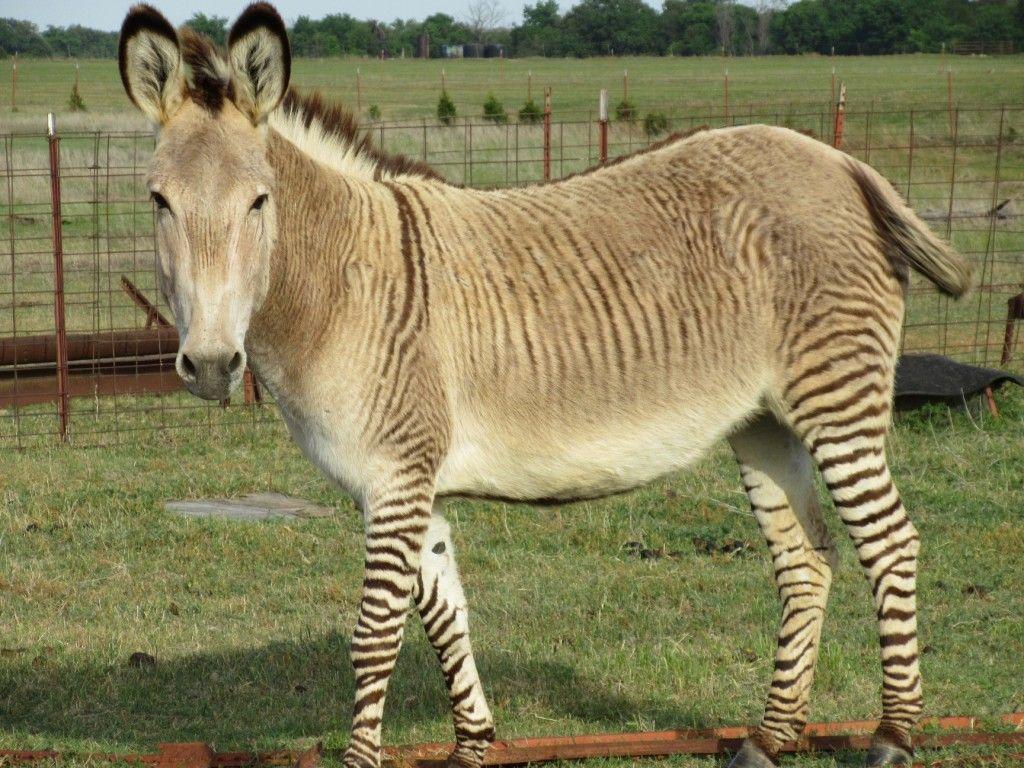 Zebroid Wallpapers - Wallpaper Cave